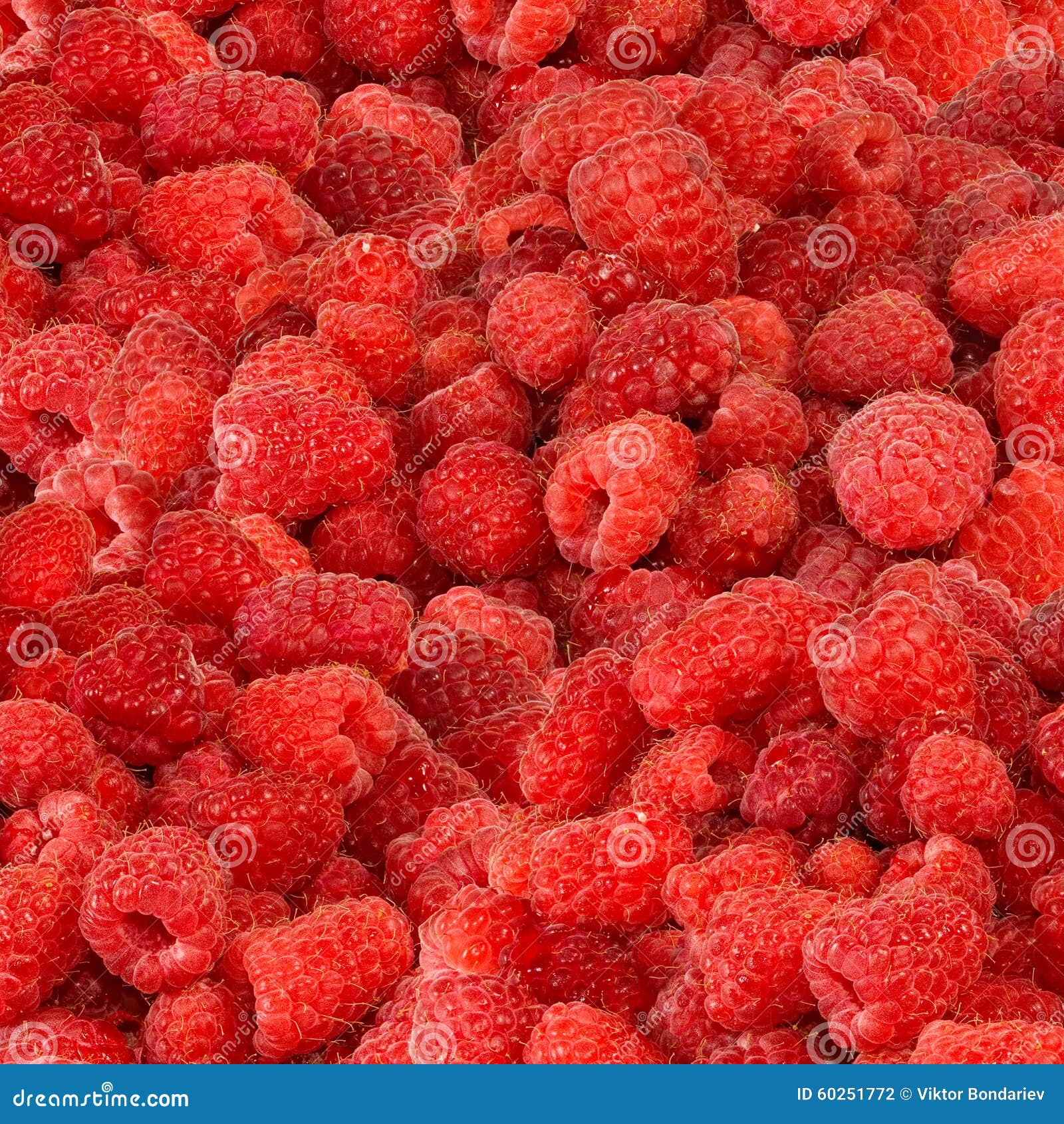 A ripe raspberry stock photo. Image of dessert, autumn - 60251772