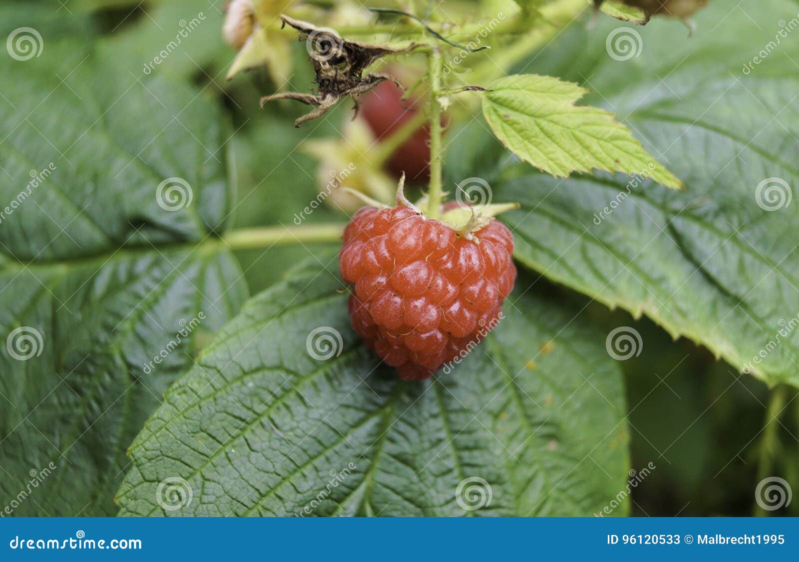 Ripe Raspberry stock image. Image of leaves, ripe, bush - 96120533