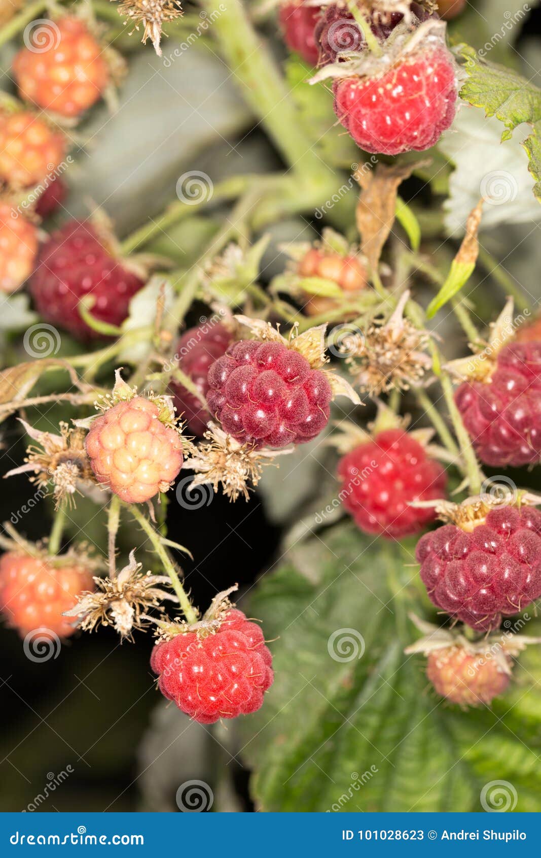Ripe raspberry in nature stock image. Image of bush - 101028623