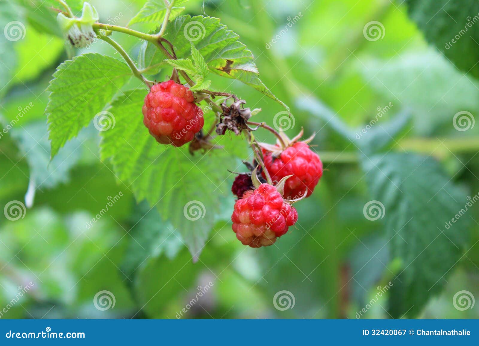 Ripe raspberry stock image. Image of plant, nutrition - 32420067