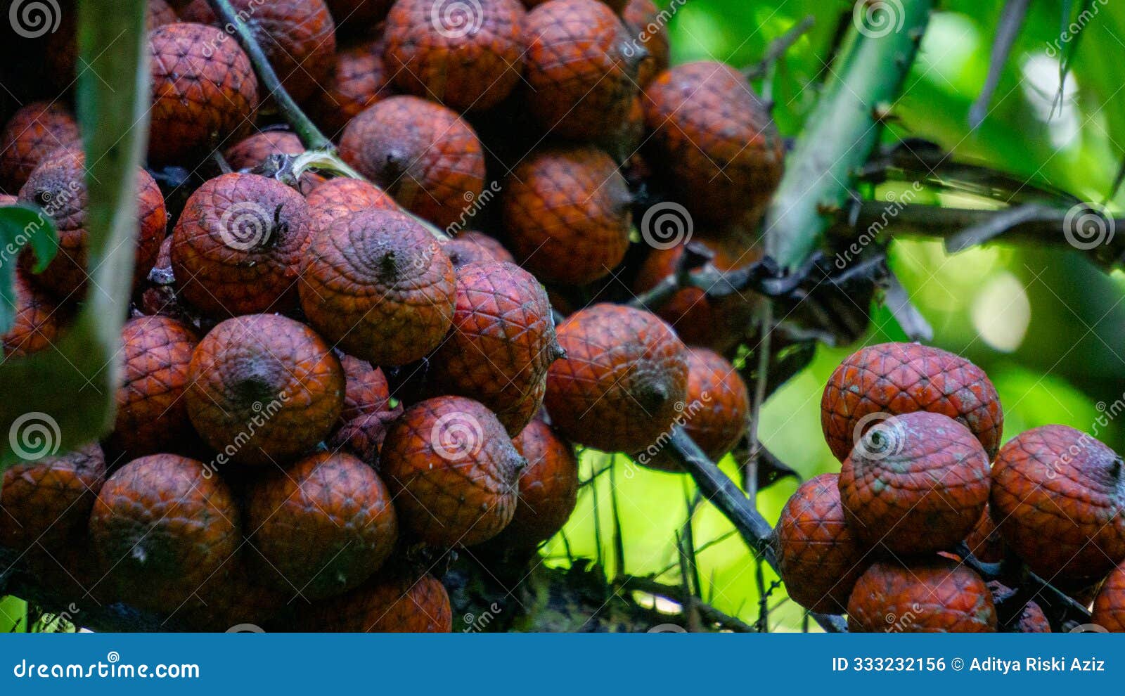 Ripe Rattan Fruit on the Tree. the Rattan Fruit is Edible, the Texture ...