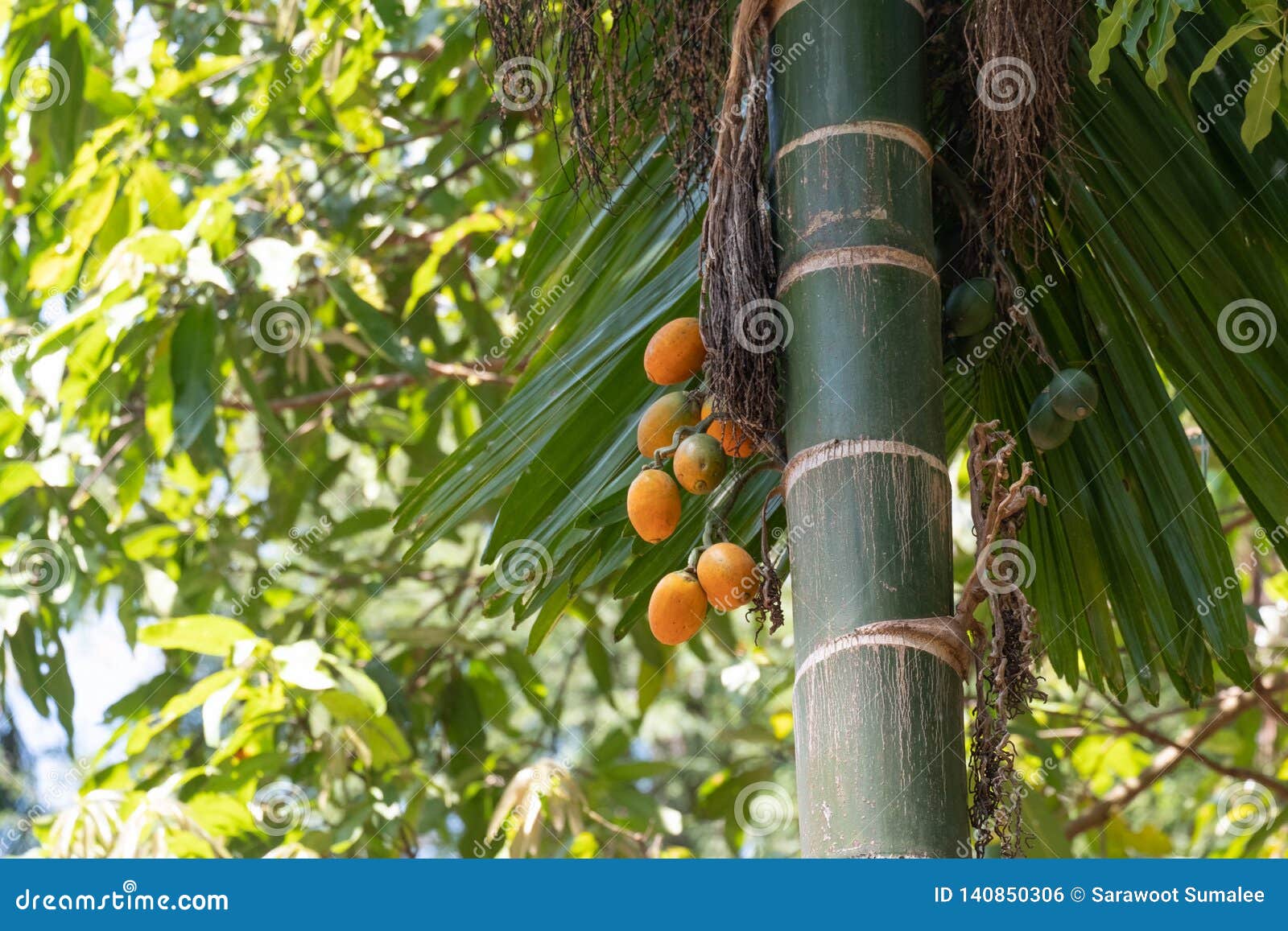 Fruit Of Areca Catechu Or Areca Palm Or Indian Nut Or Pinang Palm Or ...