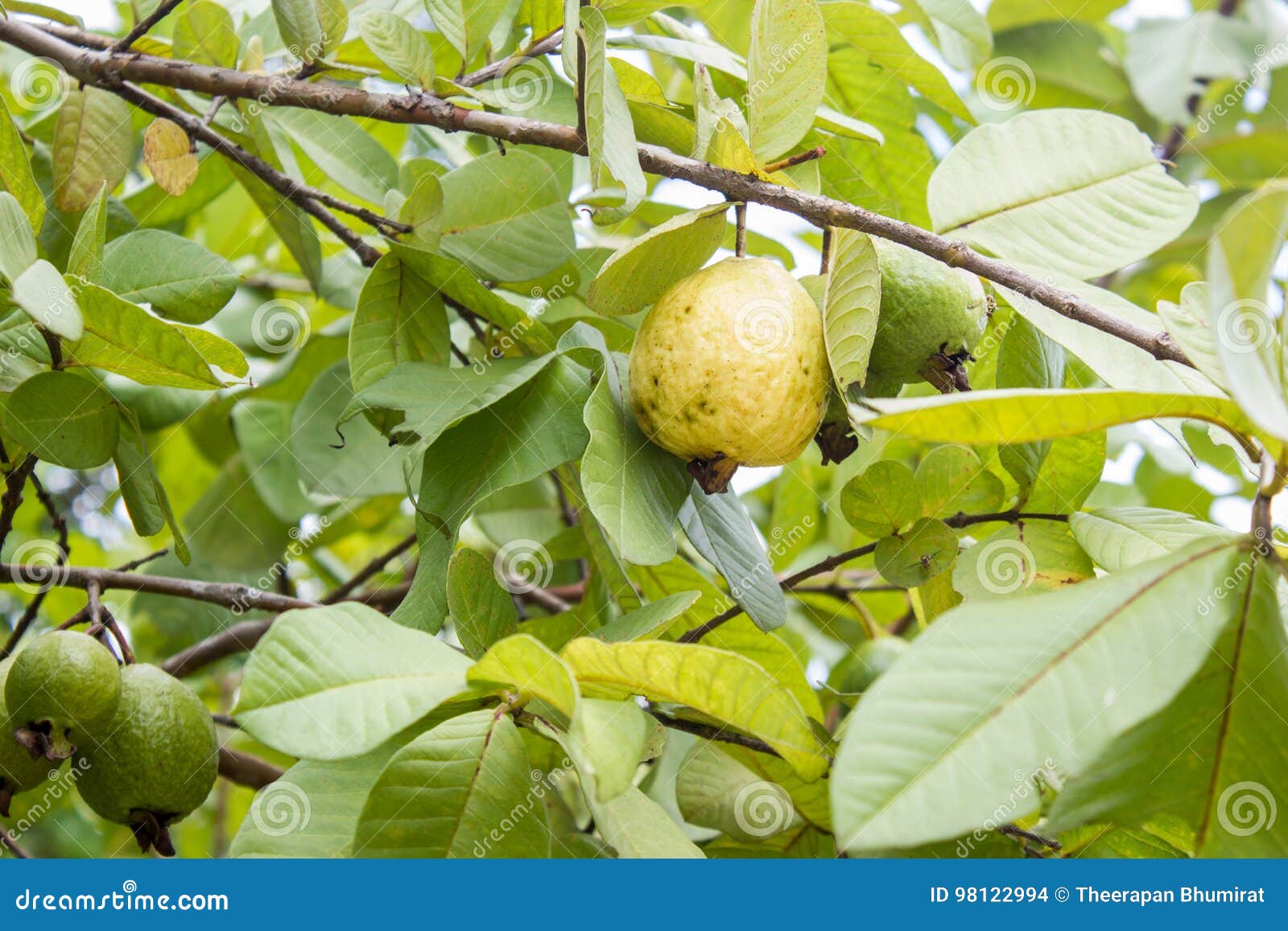 Ripe and raw guava stock photo. Image of healthy, object - 98122994