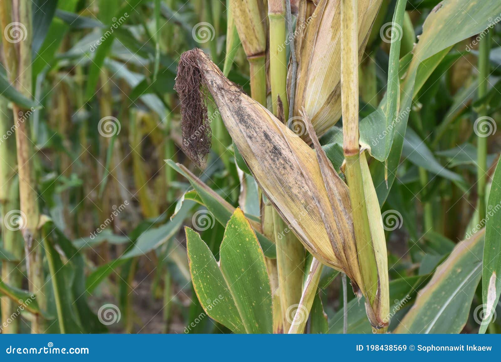 Ripe maize or corn plants stock image. Image of husk - 198438569 Ripe maize or corn plants stock image. Image of husk - 198438569