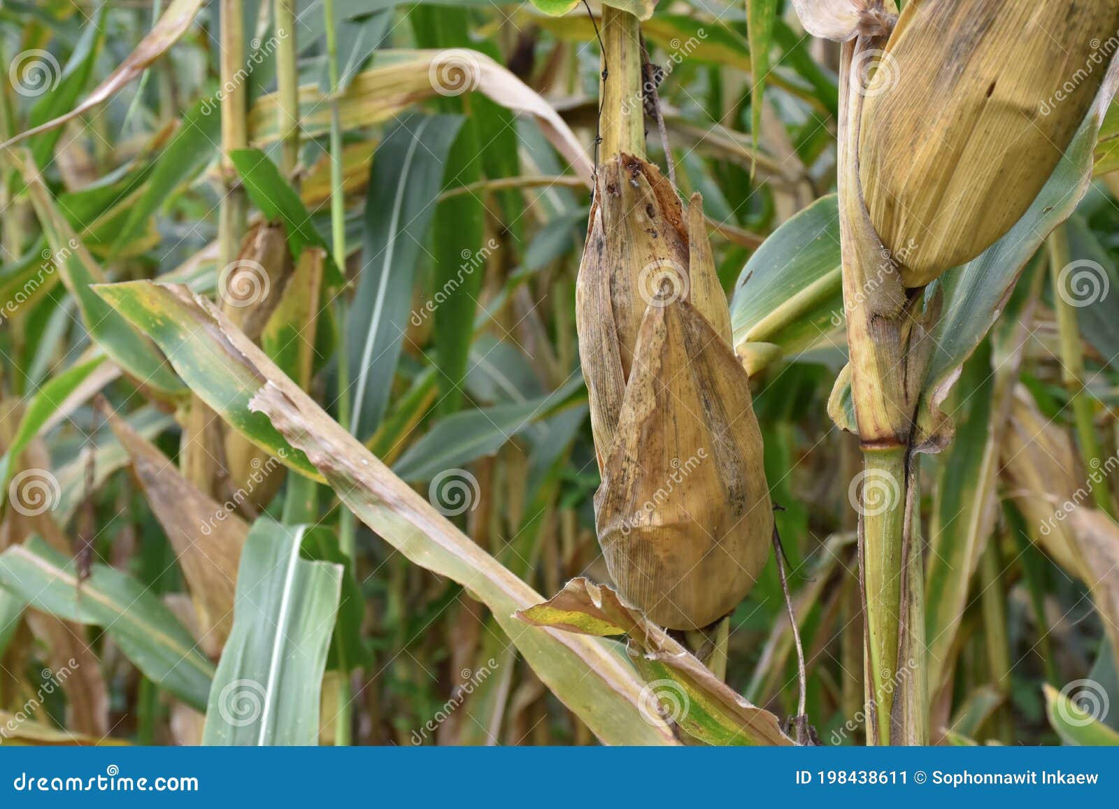 Ripe maize or corn plants stock image. Image of fresh - 198438611 Ripe maize or corn plants stock image. Image of fresh - 198438611