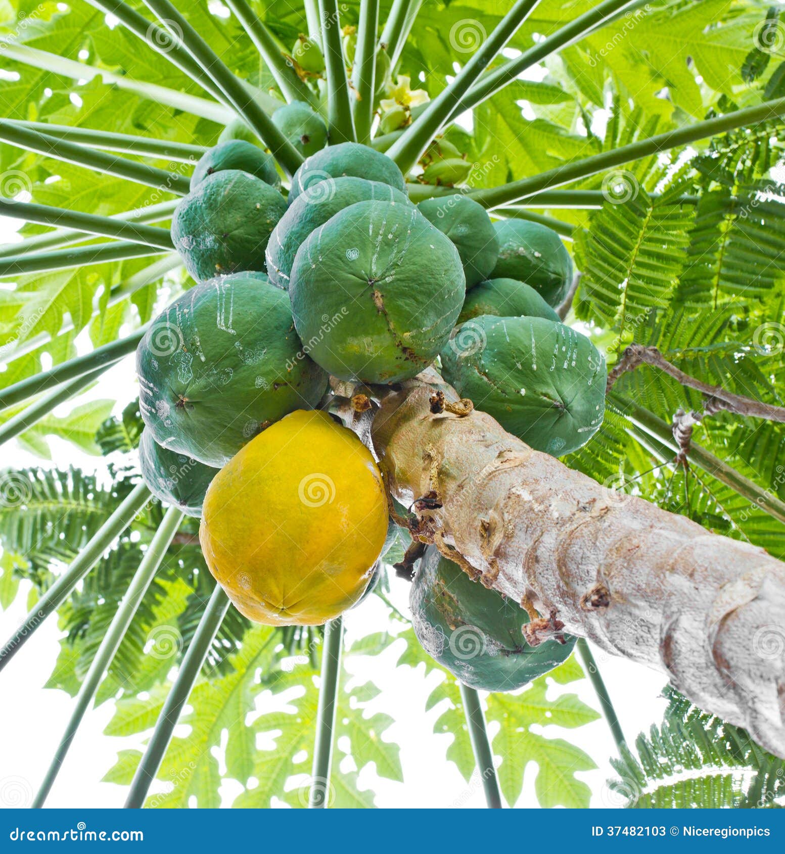Ripe and raw papaya fruit. stock image. Image of orchard - 37482103
