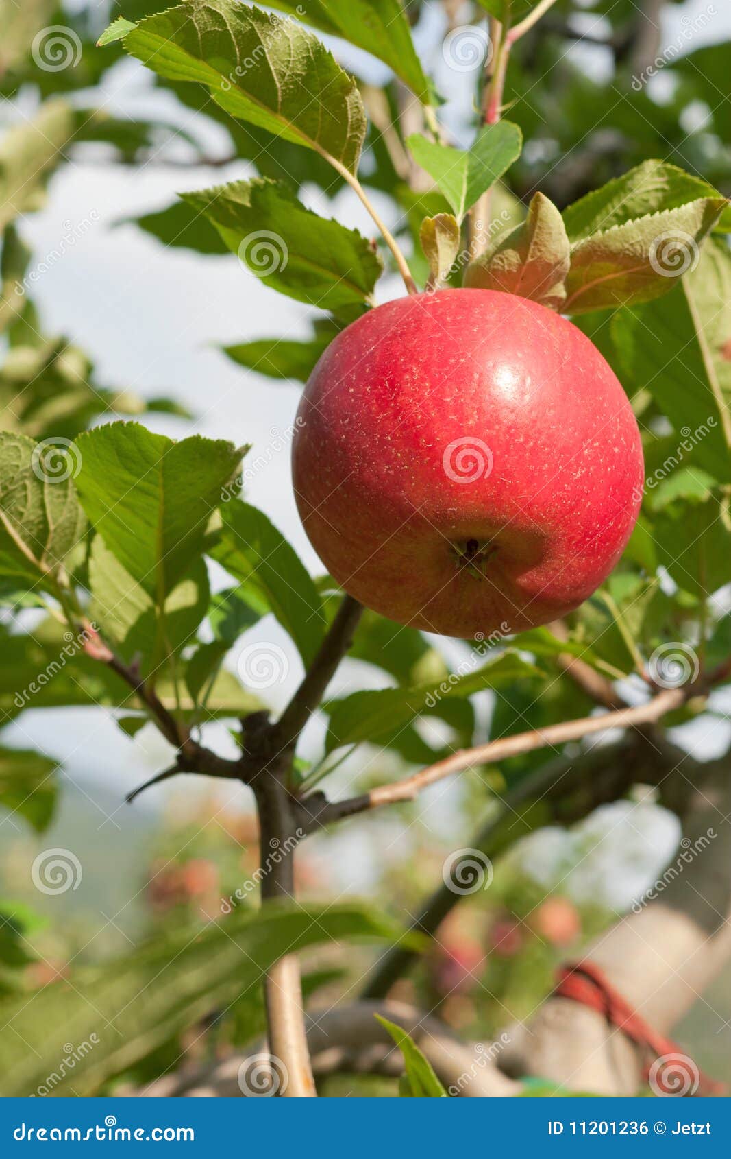 Ripe red apple stock photo. Image of snack, autumn, seasonal - 11201236