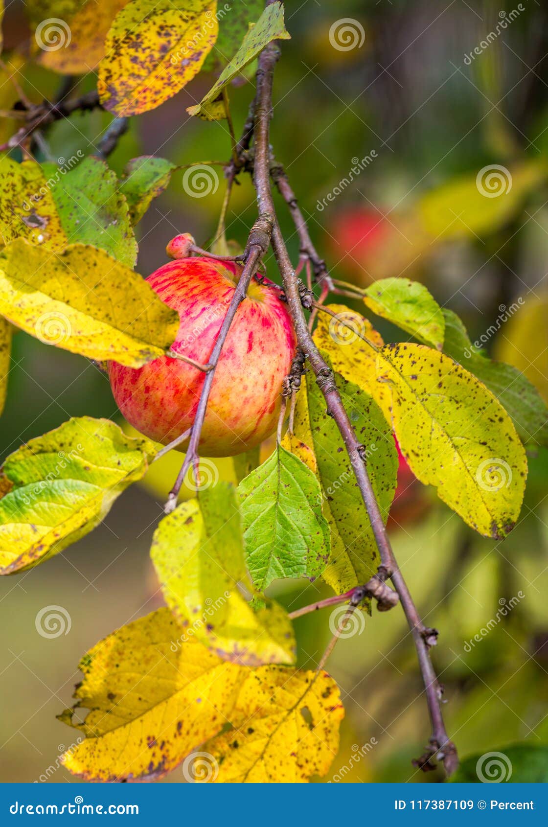 Ripe red apple on branch stock image. Image of nature - 117387109