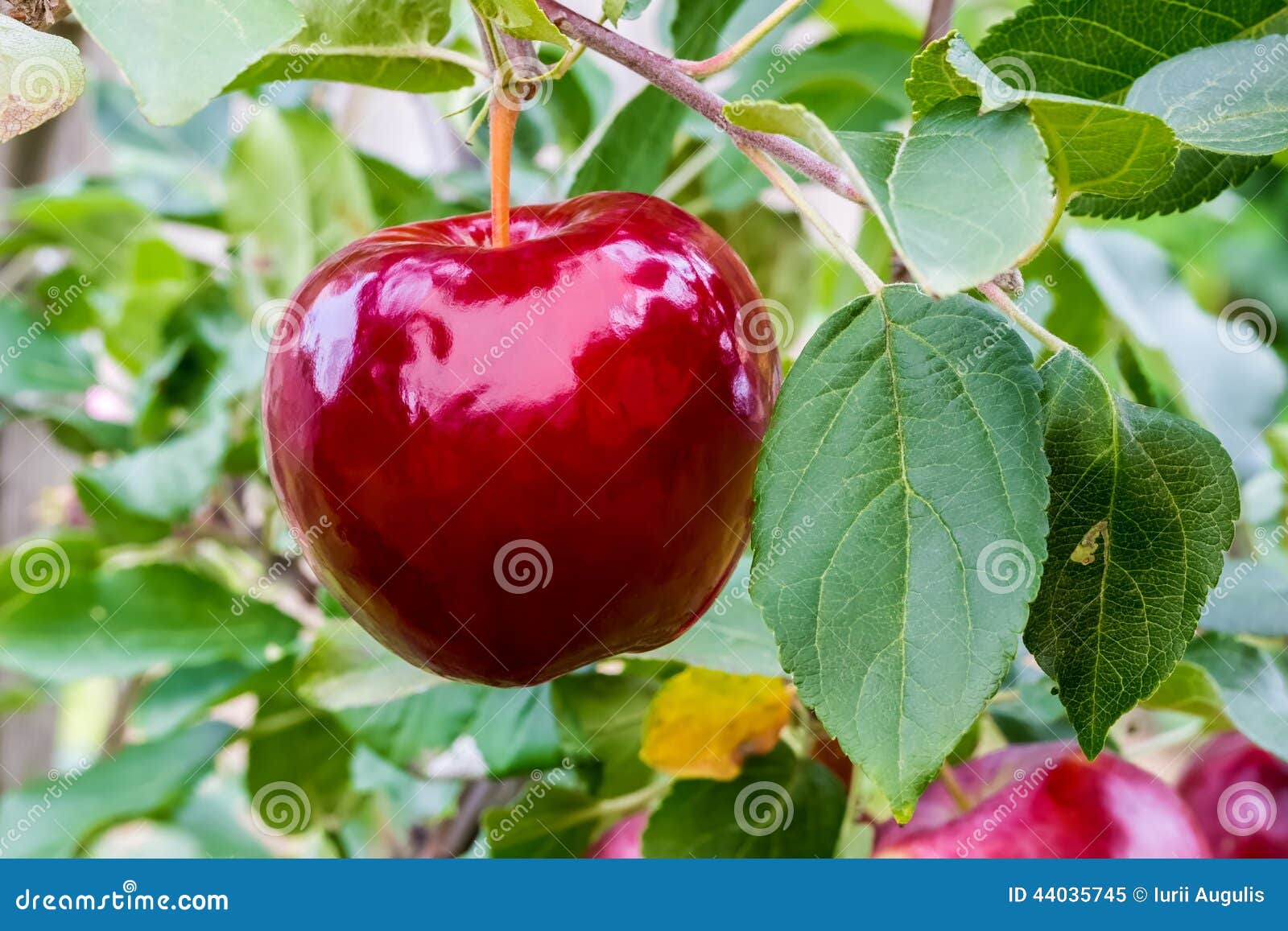 Ripe Red Apple on a Branch. Stock Image - Image of growth, freshness ...