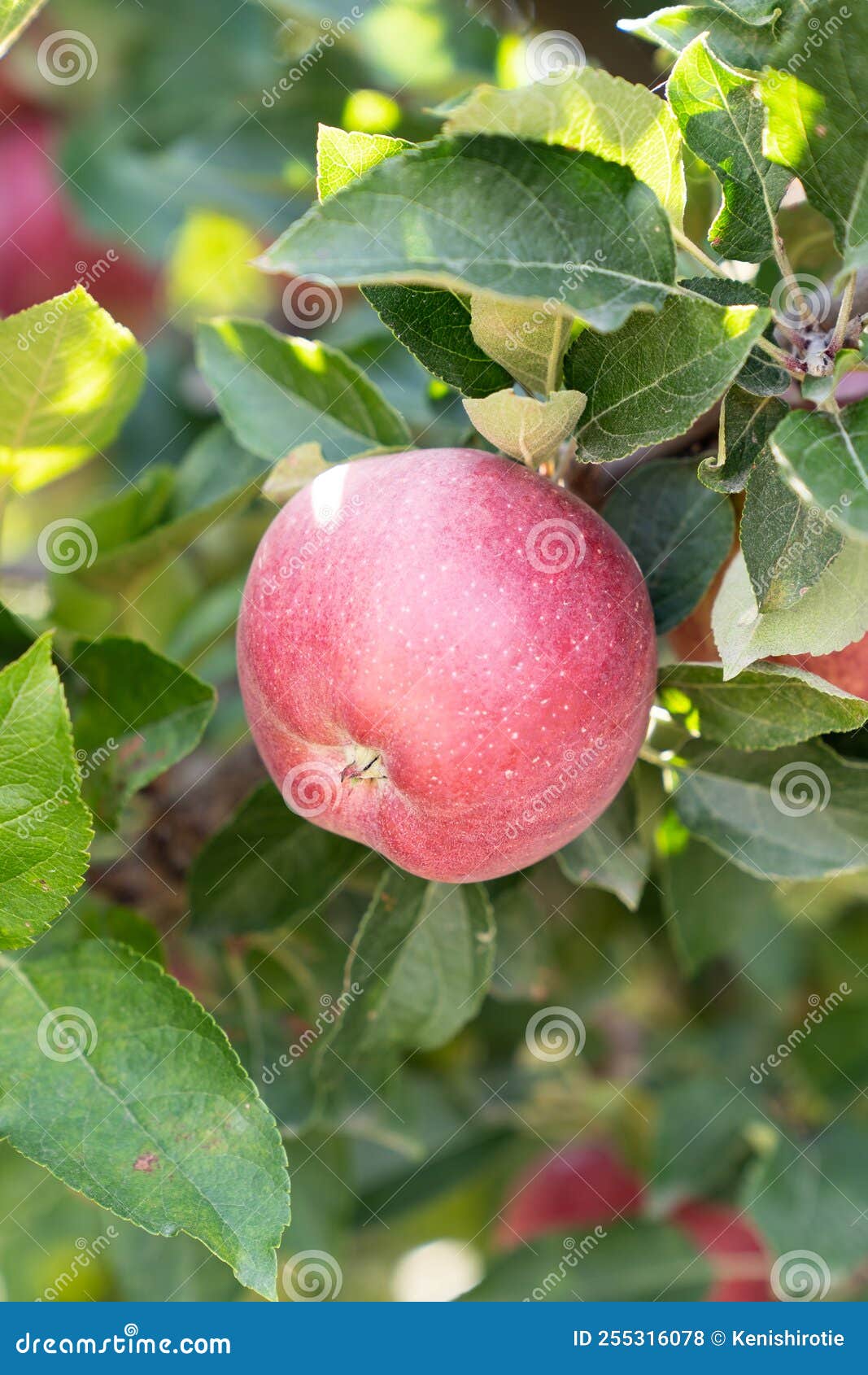 Ripe Red Apple on a Branch of an Apple Tree Stock Photo - Image of ...