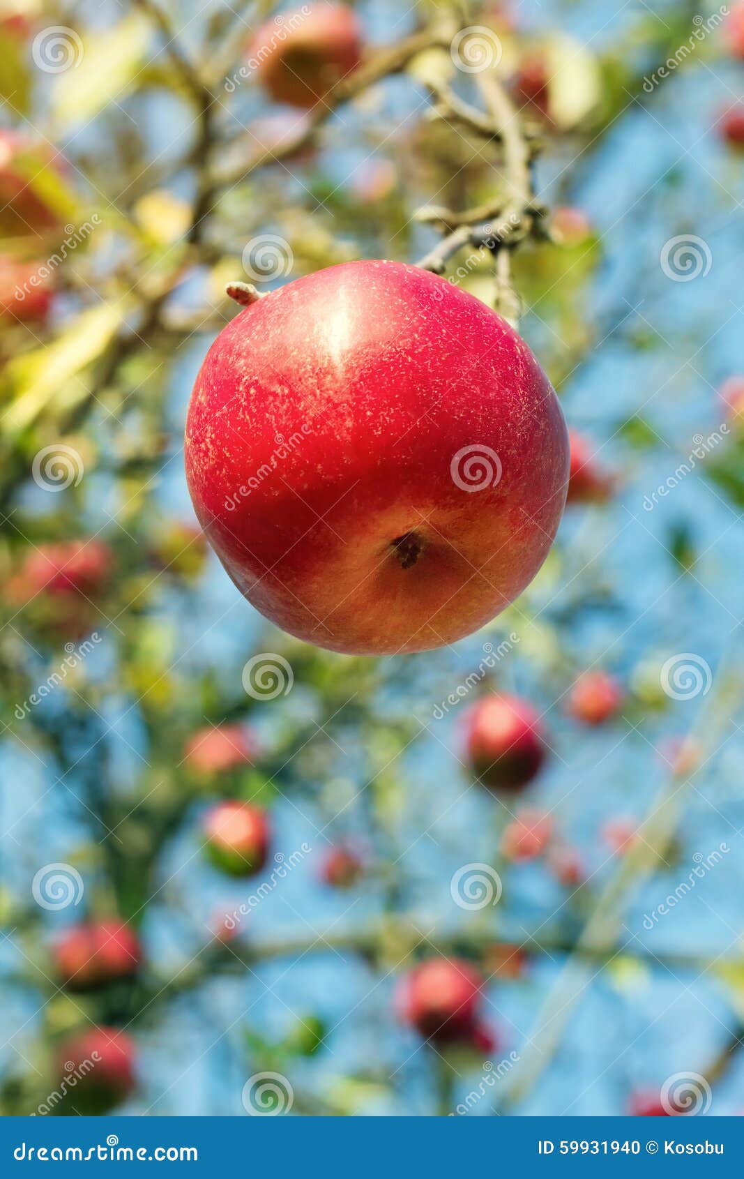 Ripe Red Apple in the Garden Stock Photo - Image of freshness, eating ...