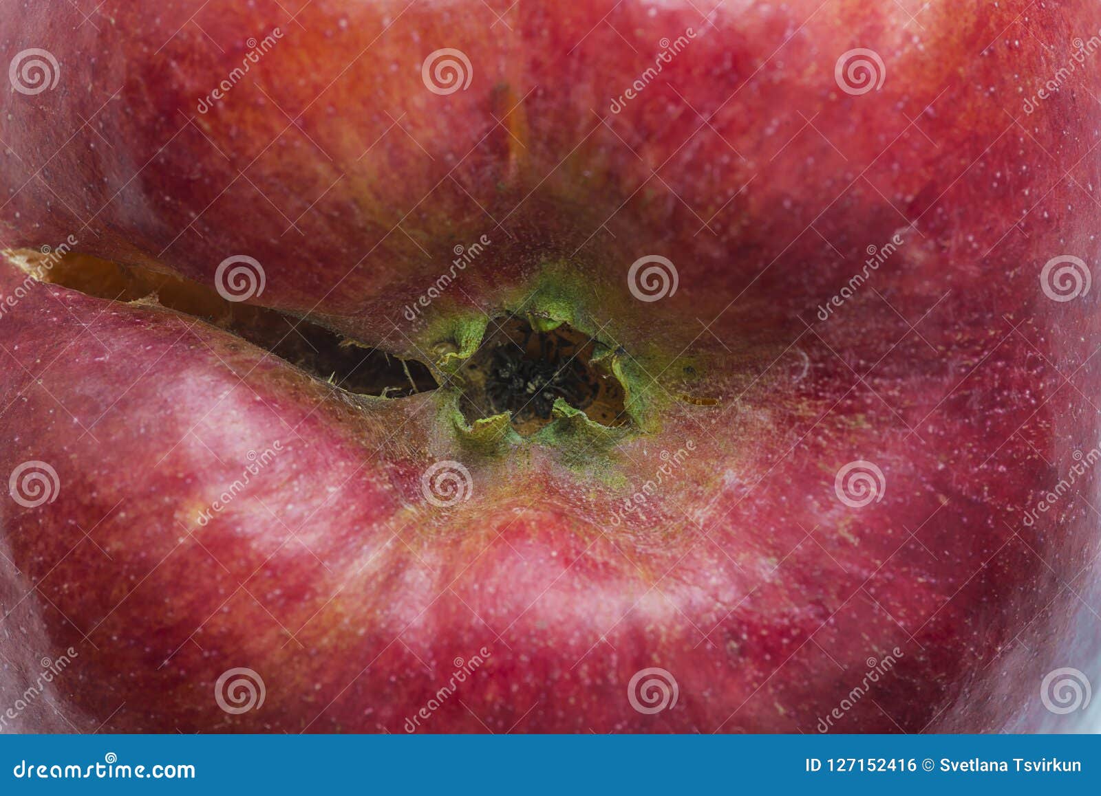 Apple Peduncle Stock Photos - Download 160 Royalty Free Photos