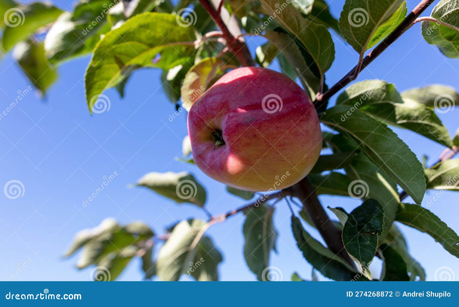 Ripe Red Apple on a Tree Branch in Summer. Stock Photo - Image of tree ...