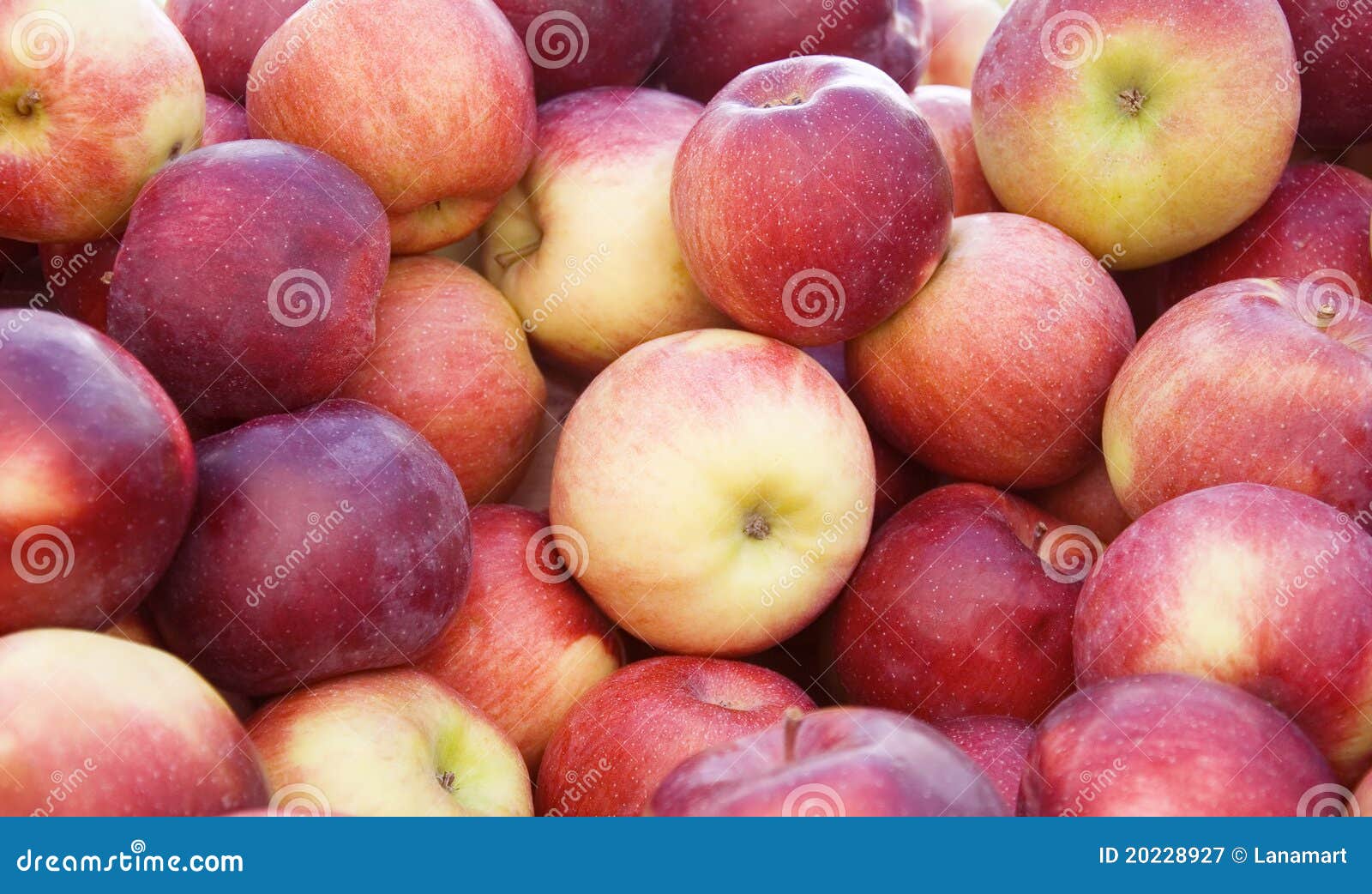 Ripe red apples stock image. Image of dieting, color - 20228927