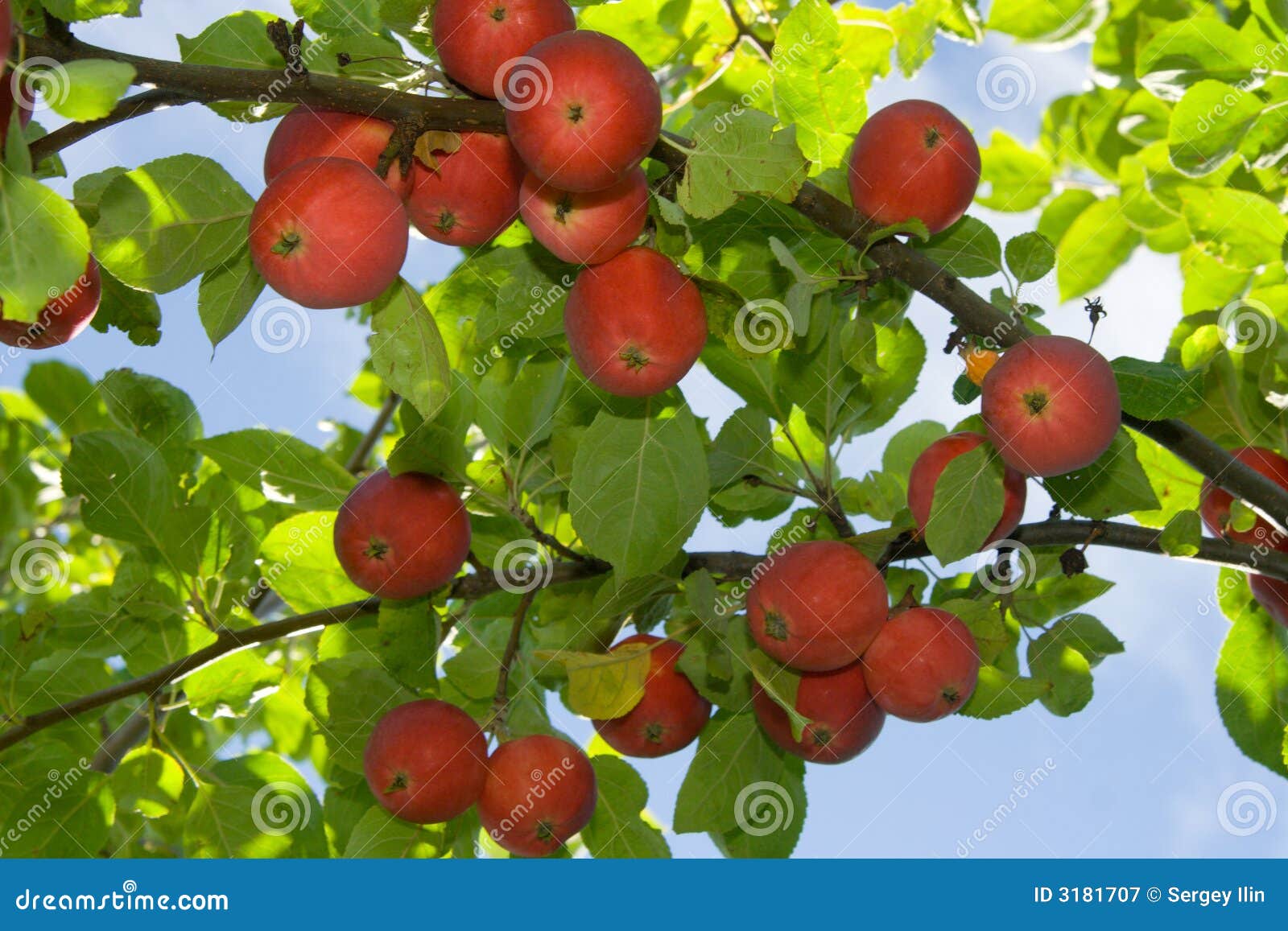 Ripe red apples stock image. Image of life, juicy, gourmet - 3181707