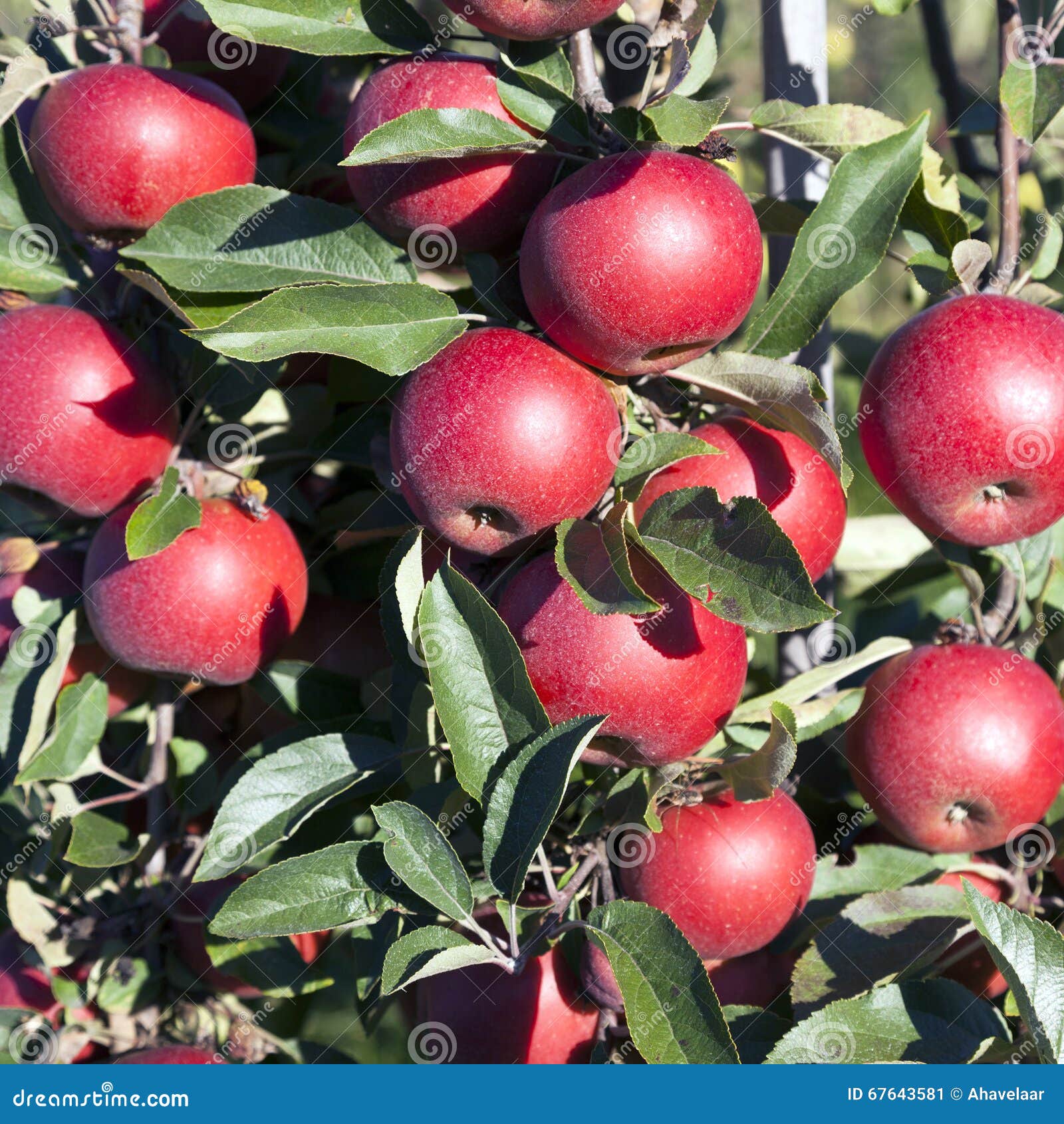 Ripe Red Apples on Apple Tree in Sunshine Ready for Harvest Stock Image ...