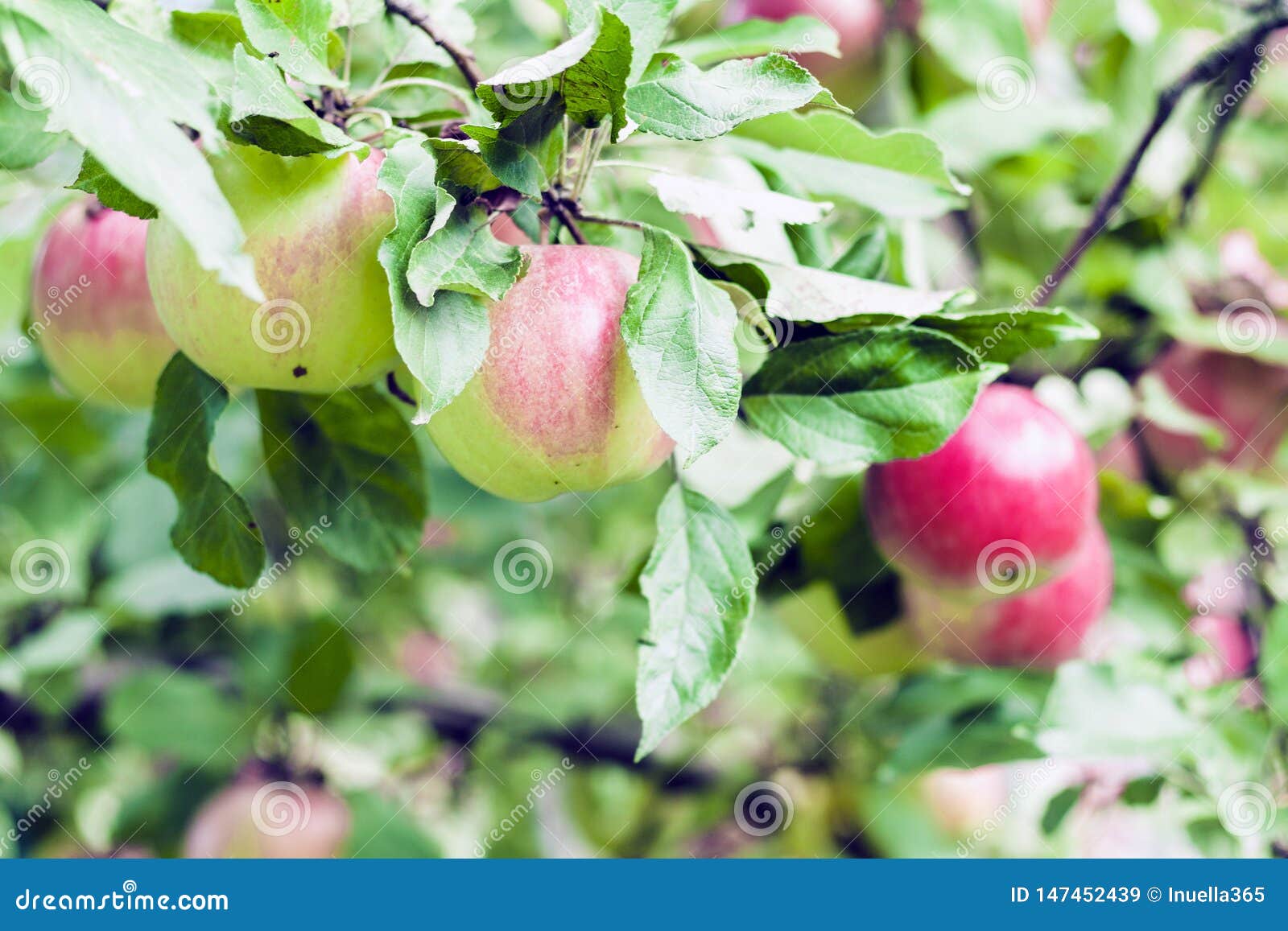 Ripe Red Apples Grow on an Apple Tree in the Garden Stock Image - Image ...