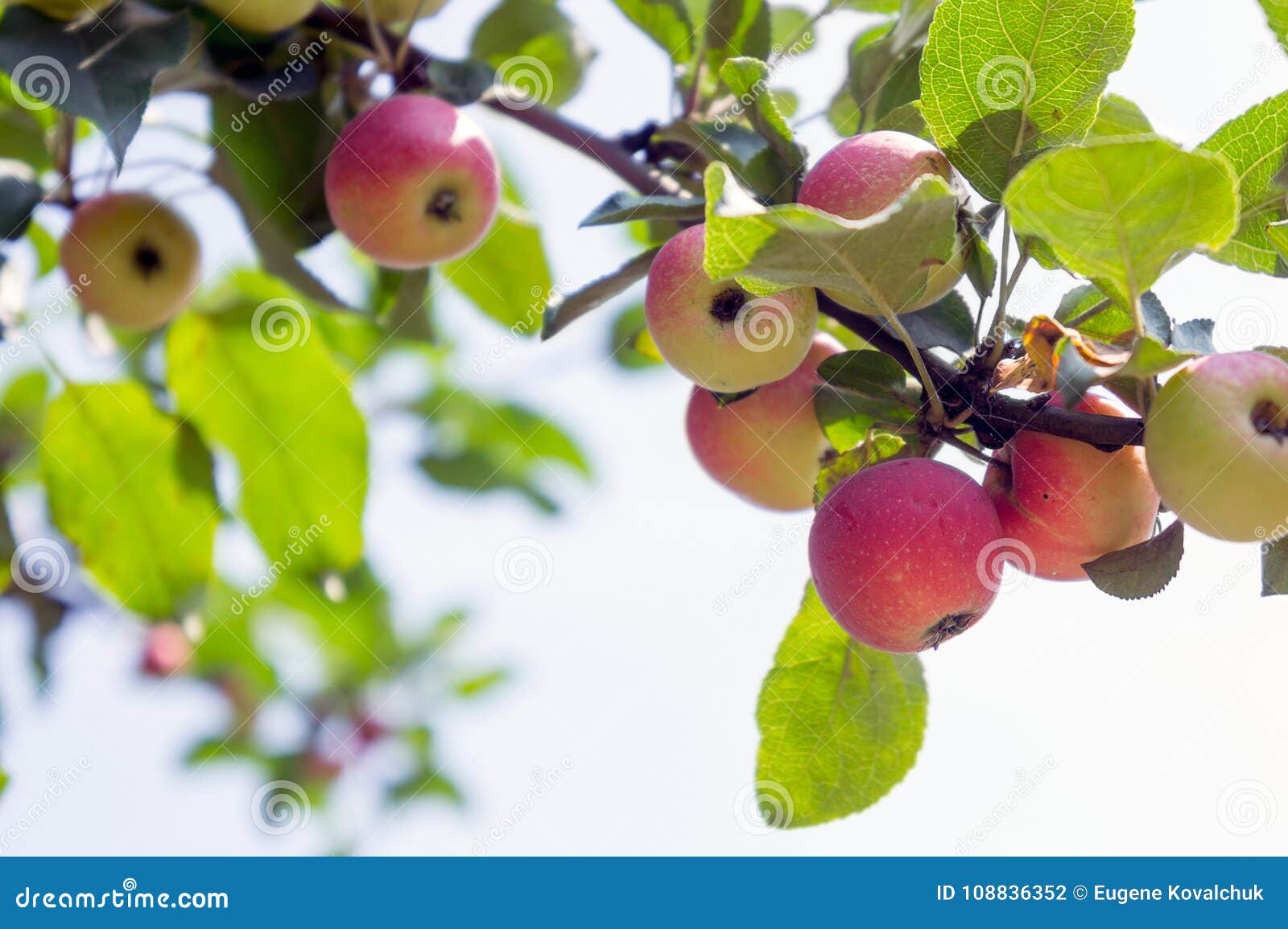 Apple tree with apples 2 stock photo. Image of apple - 108836352