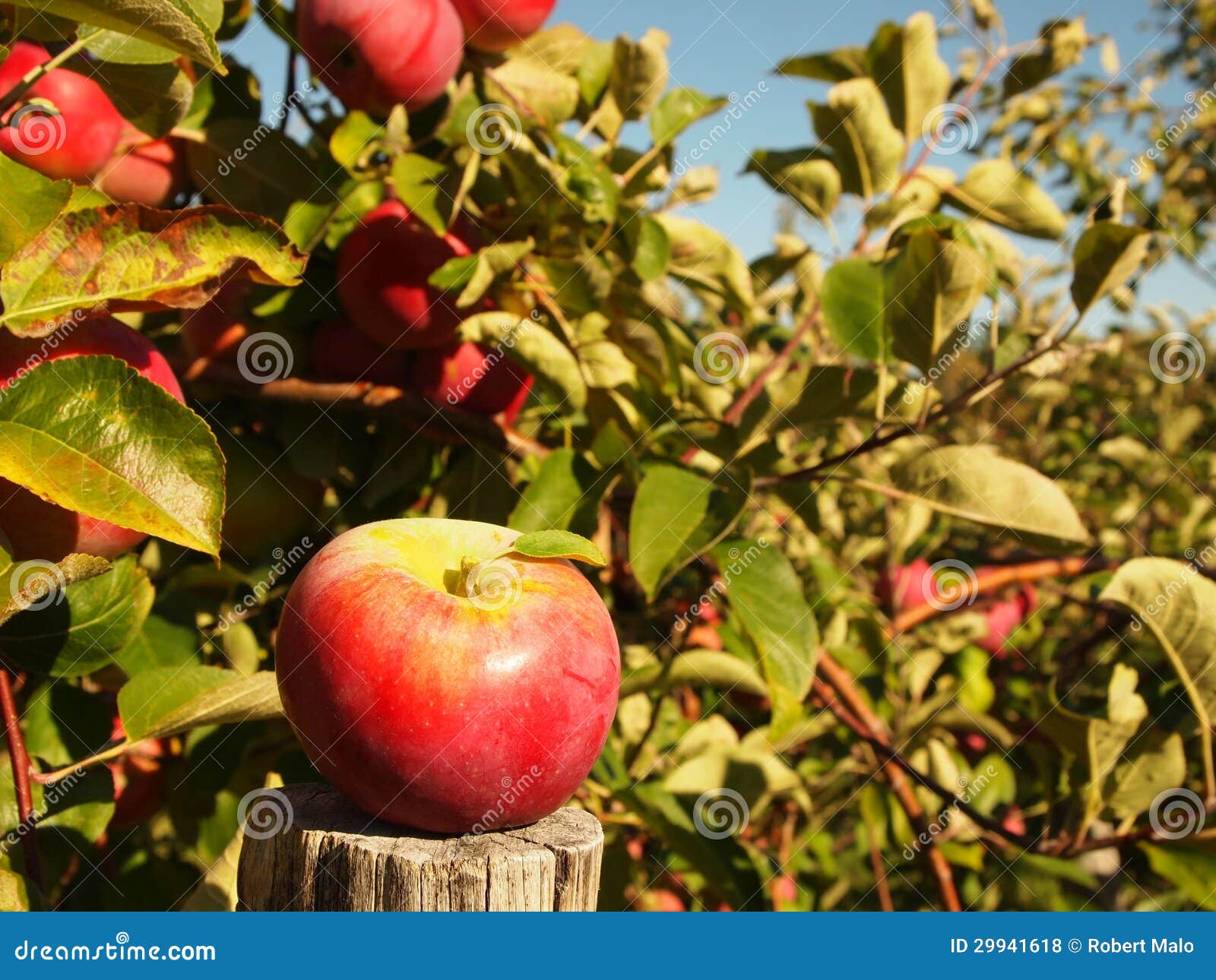 Ripe red apples on tree stock photo. Image of freshness - 29941618