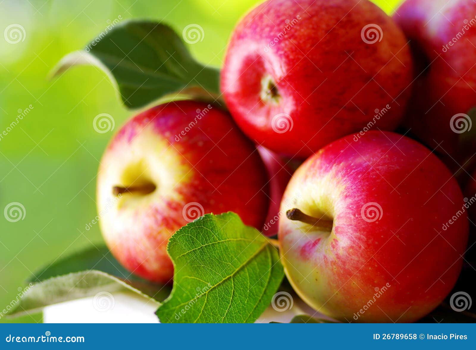 Ripe red apples on table stock photo. Image of eating - 26789658