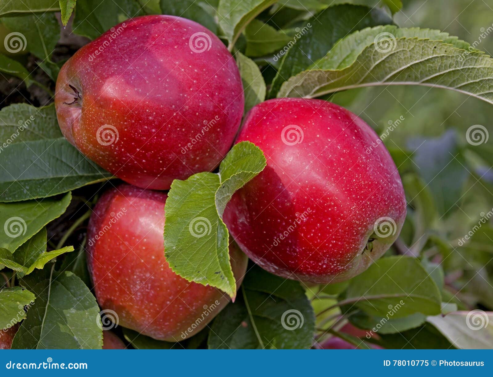 Ripe red apples stock image. Image of green, leaf, fruits - 78010775