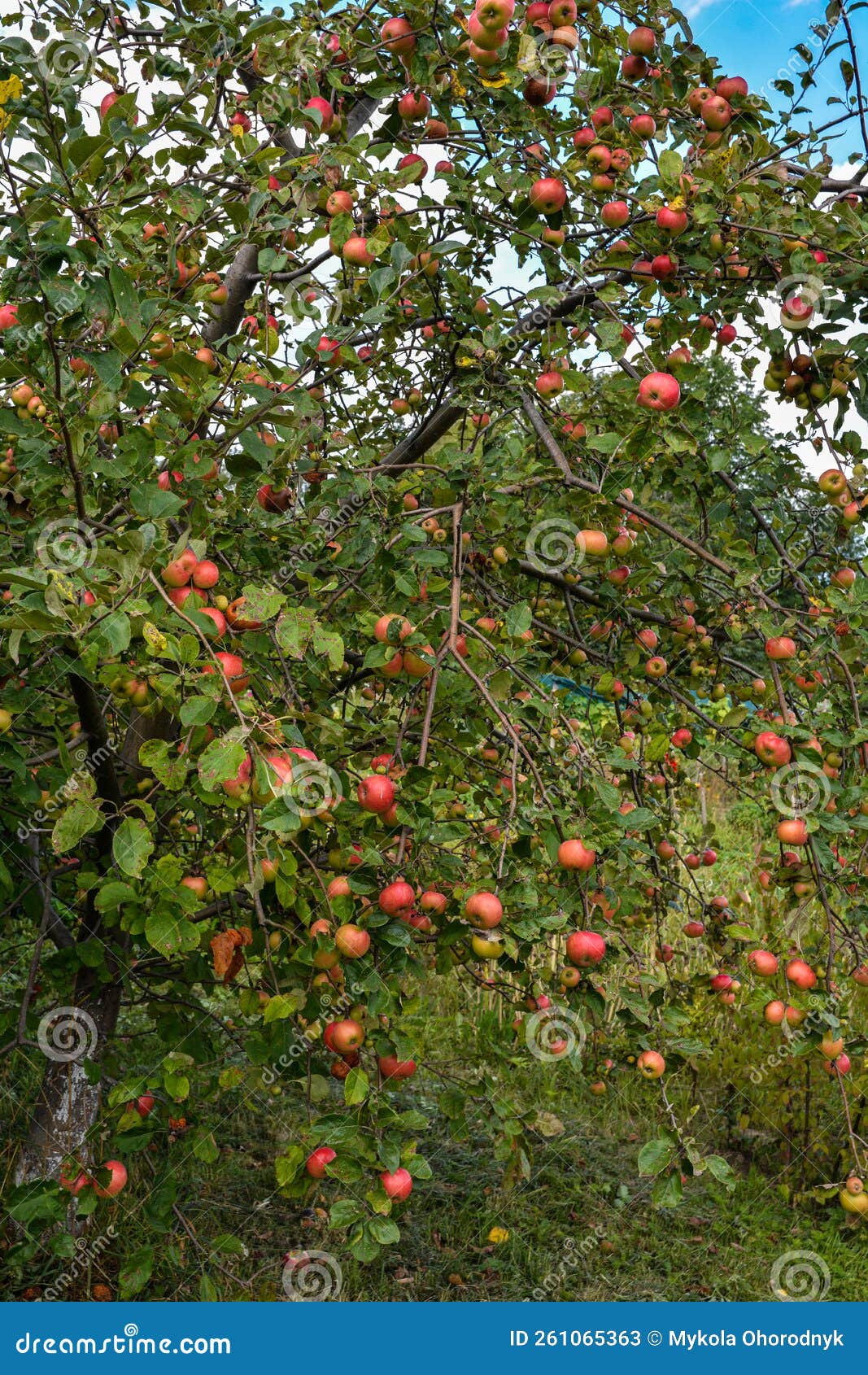 Ripe red apples on a tree stock image. Image of fresh - 261065363