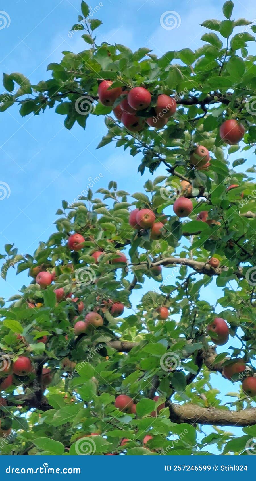 Ripe red apples on tree stock image. Image of harvest - 257246599