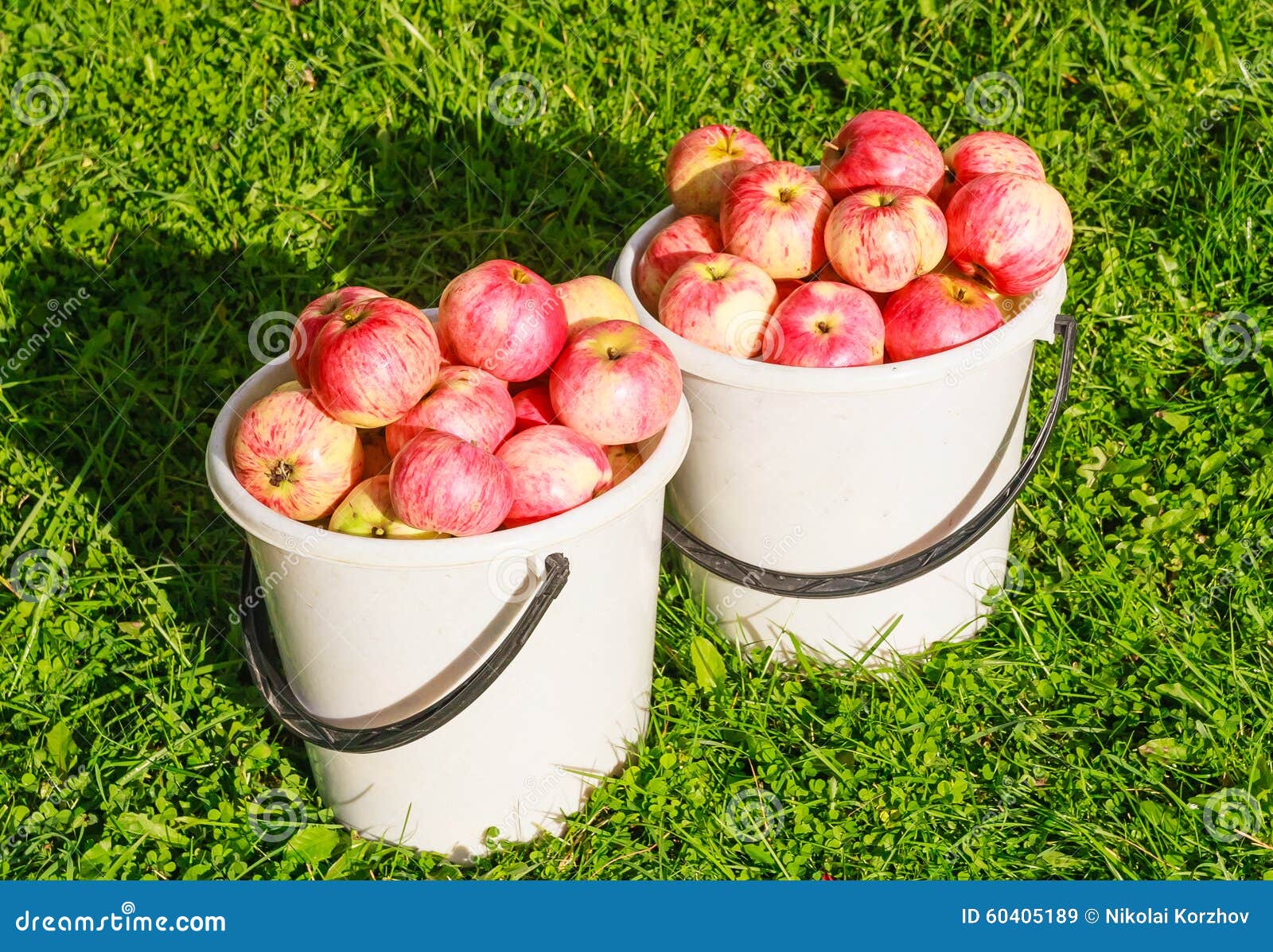 Ripe red apples stock image. Image of apple, grass, juicy - 60405189
