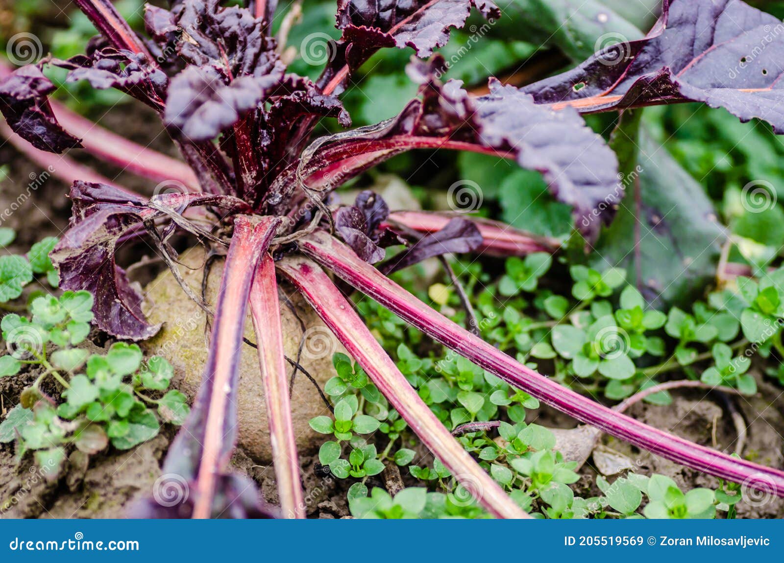 The Ripe Red Beet Fruit Sprouted from the Ground Stock Image - Image of ...