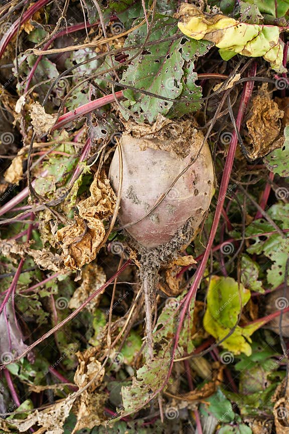 Ripe Red Beetroot Laying on the Ground. Ingathering. Vegetable ...