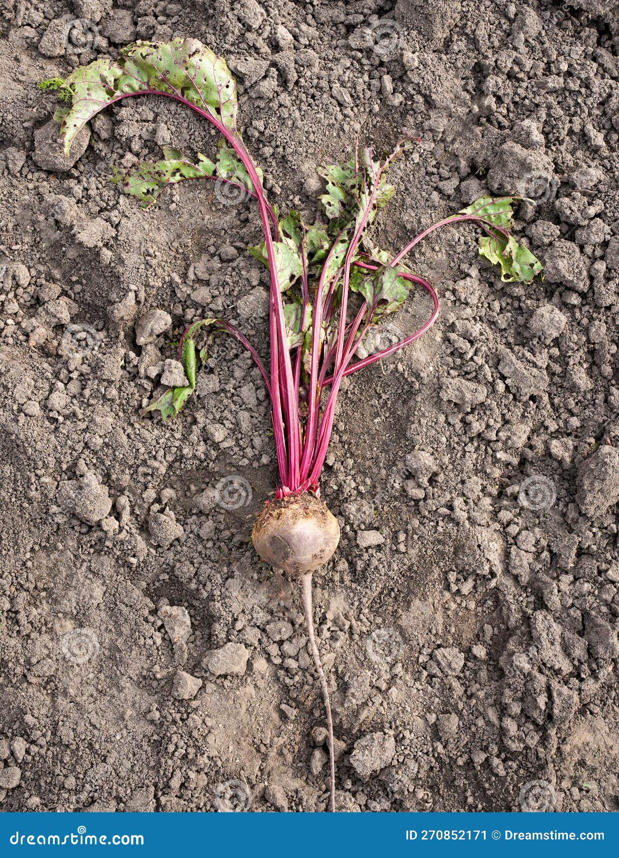 Ripe Red Beetroot Laying on the Ground Top View. Ingathering Stock ...