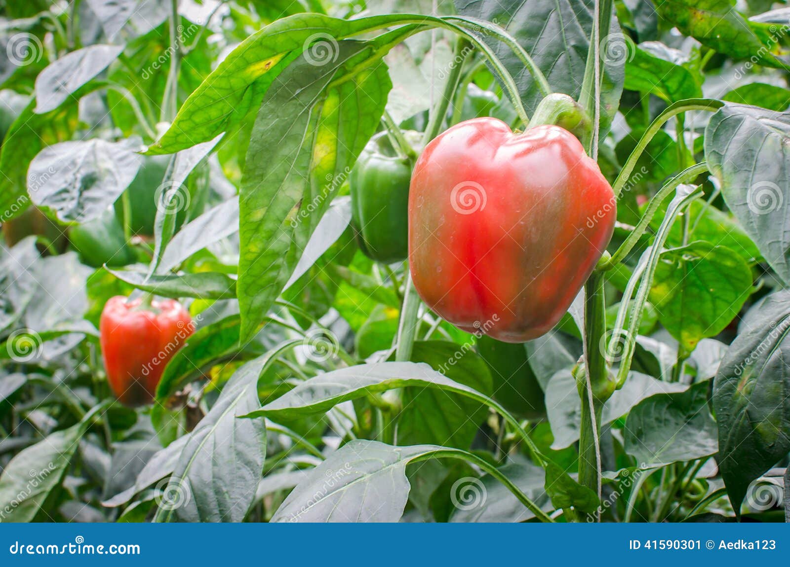 Ripe red bell peppers stock image. Image of closeup, industry - 41590301