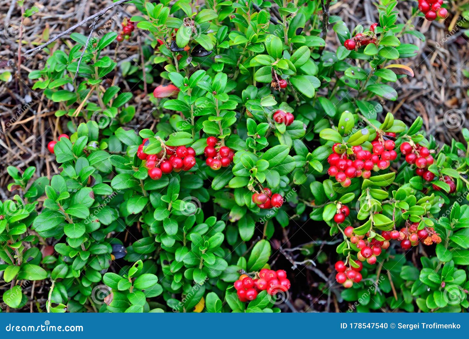 Ripe Red Berries of a Cowberry Close Up Stock Photo - Image of ...