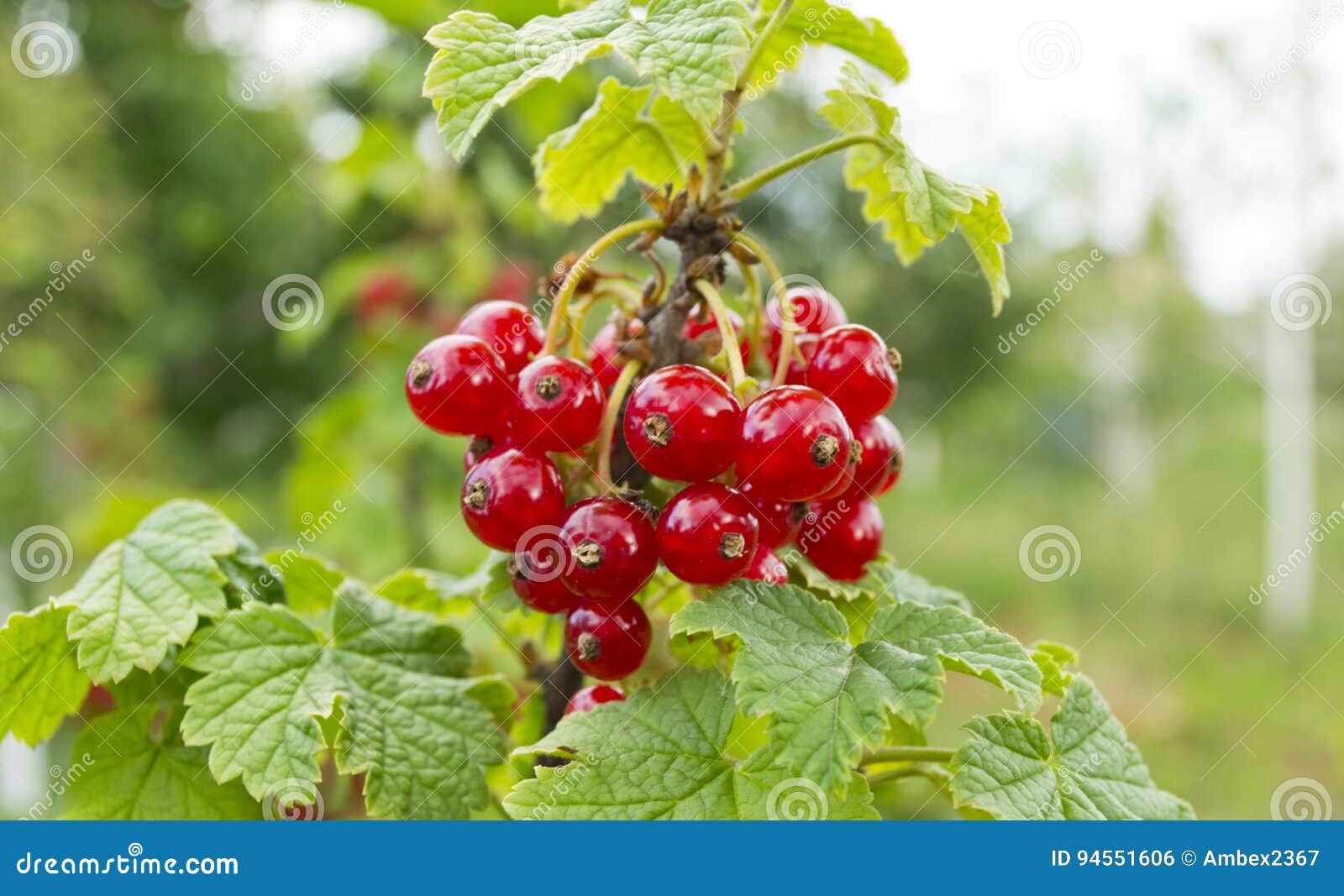 Ripe red berries stock photo. Image of forests, berry - 94551606