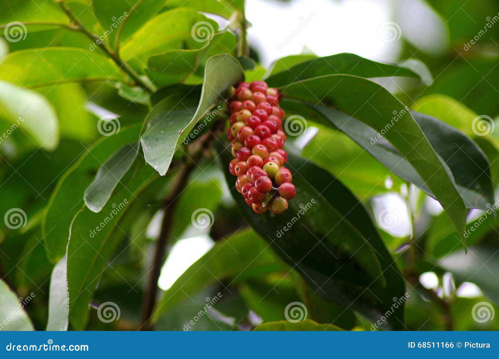 Bignay, Antidesma Bunius Tropical Fruit Floating On Water Royalty-Free ...