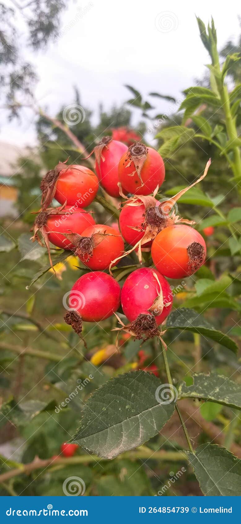 Ripe Red Briar Fruit on a Branch with Leaves Stock Image - Image of ...