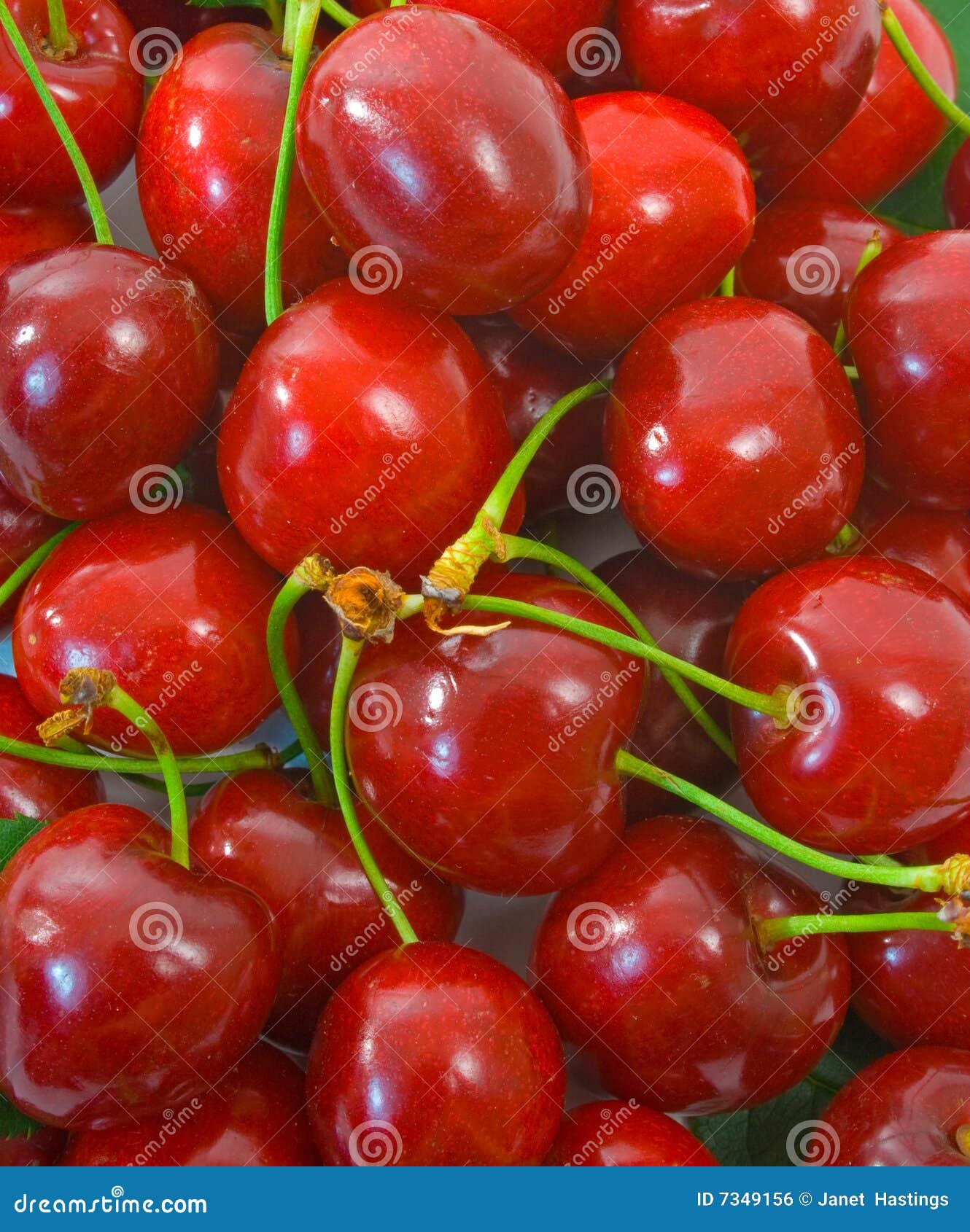 Ripe red cherries stock photo. Image of edible, beautiful - 7349156