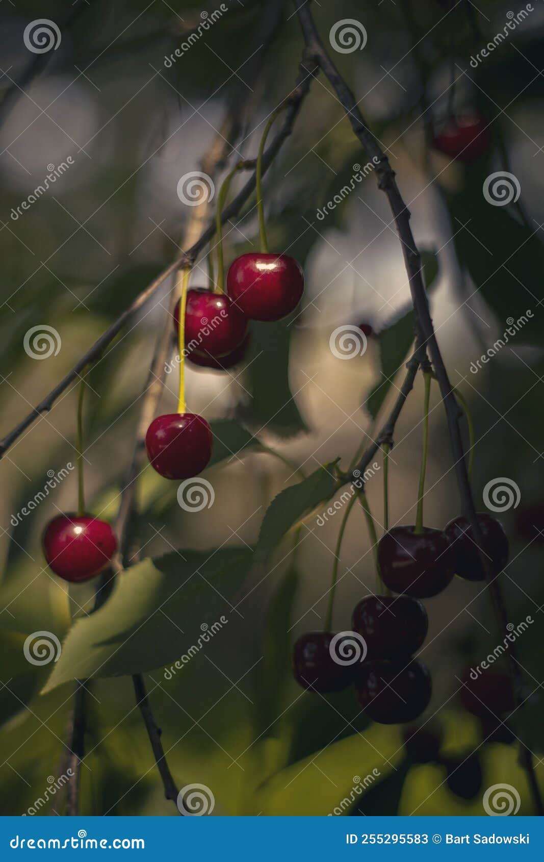 Ripe Red Cherries on a Cherry Tree Stock Image - Image of cherry ...