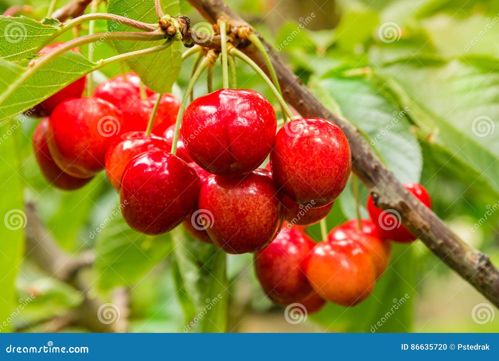 Ripe Red Cherries on Cherry Tree Stock Photo - Image of tree, cherry ...