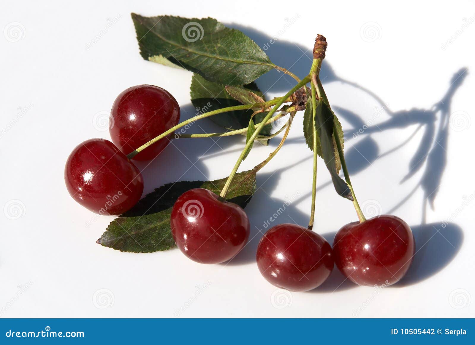 Ripe Red Cherries with Shadow Stock Photo - Image of green, fresh: 10505442