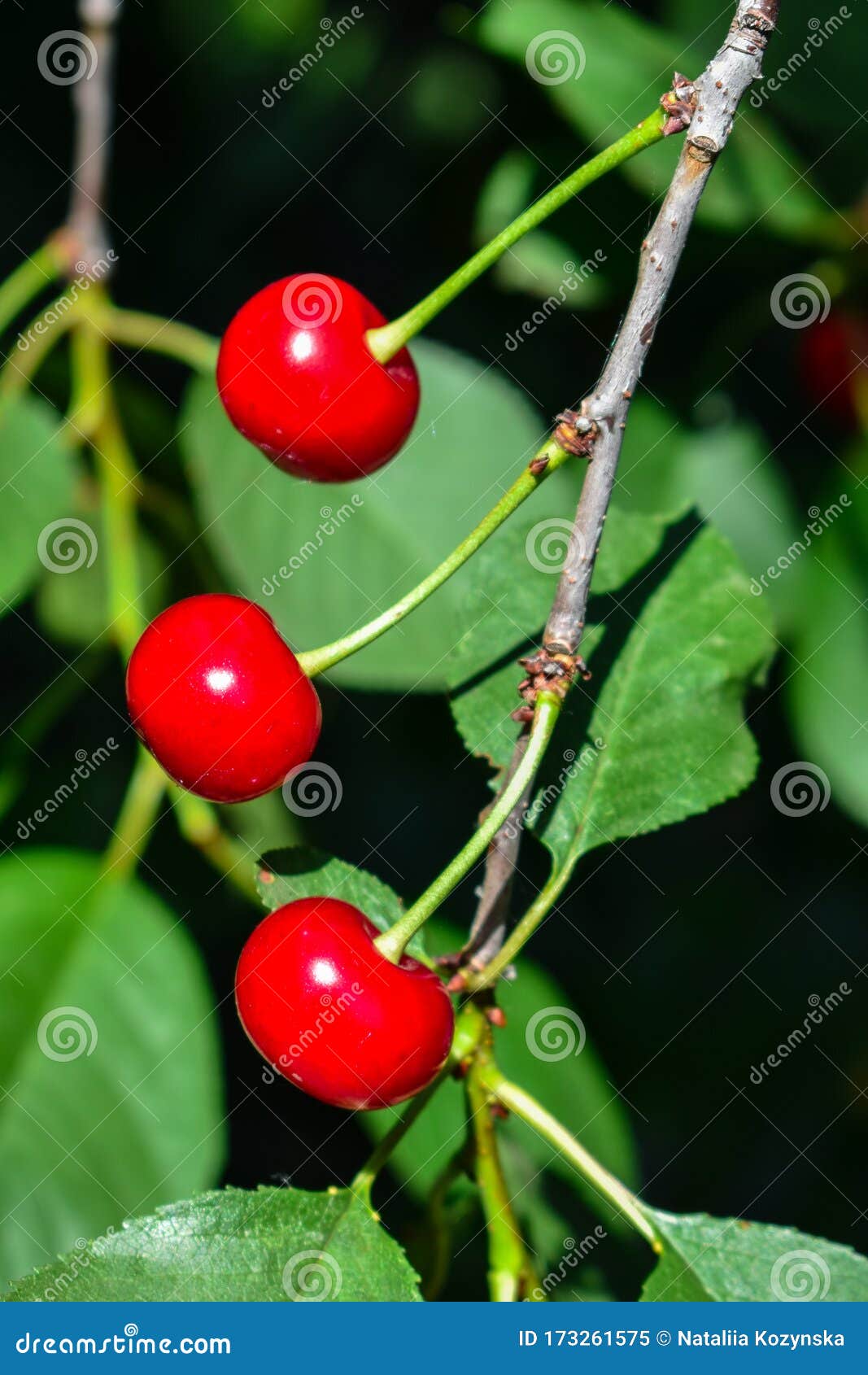 Ripe Red Cherries on a Tree Branch Close-up. Ripe Red Cherries on the ...
