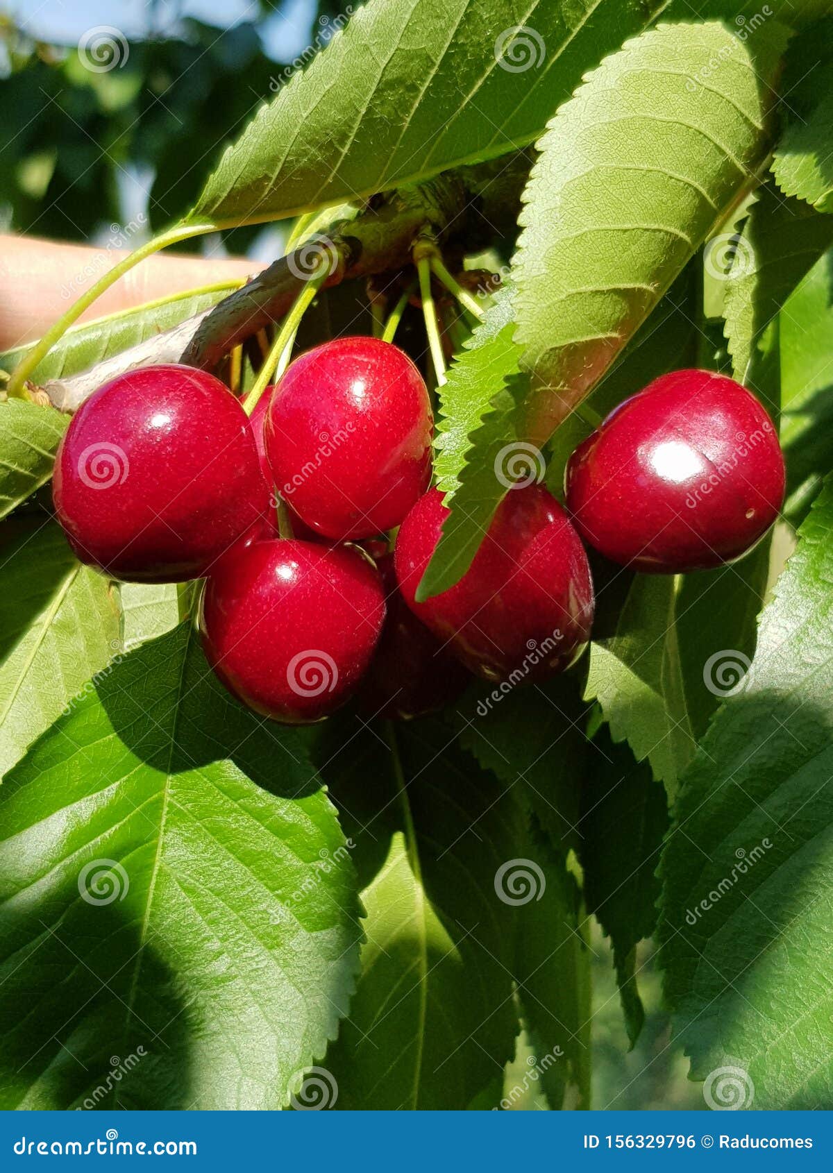 Ripe Red Cherries on a Tree Branch Stock Photo - Image of garden ...
