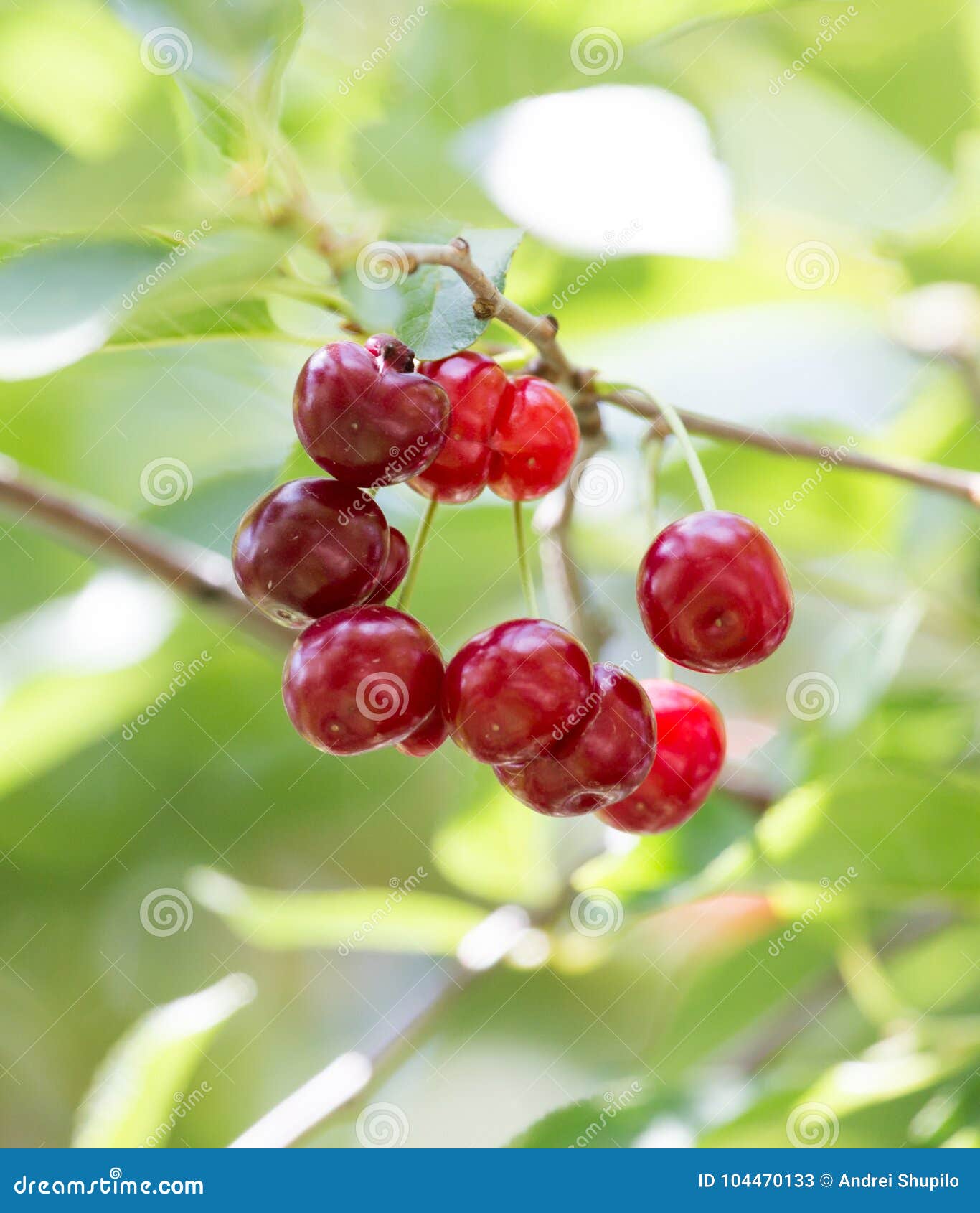 Ripe Red Cherries on a Tree Branch Stock Image - Image of bunch, seed ...