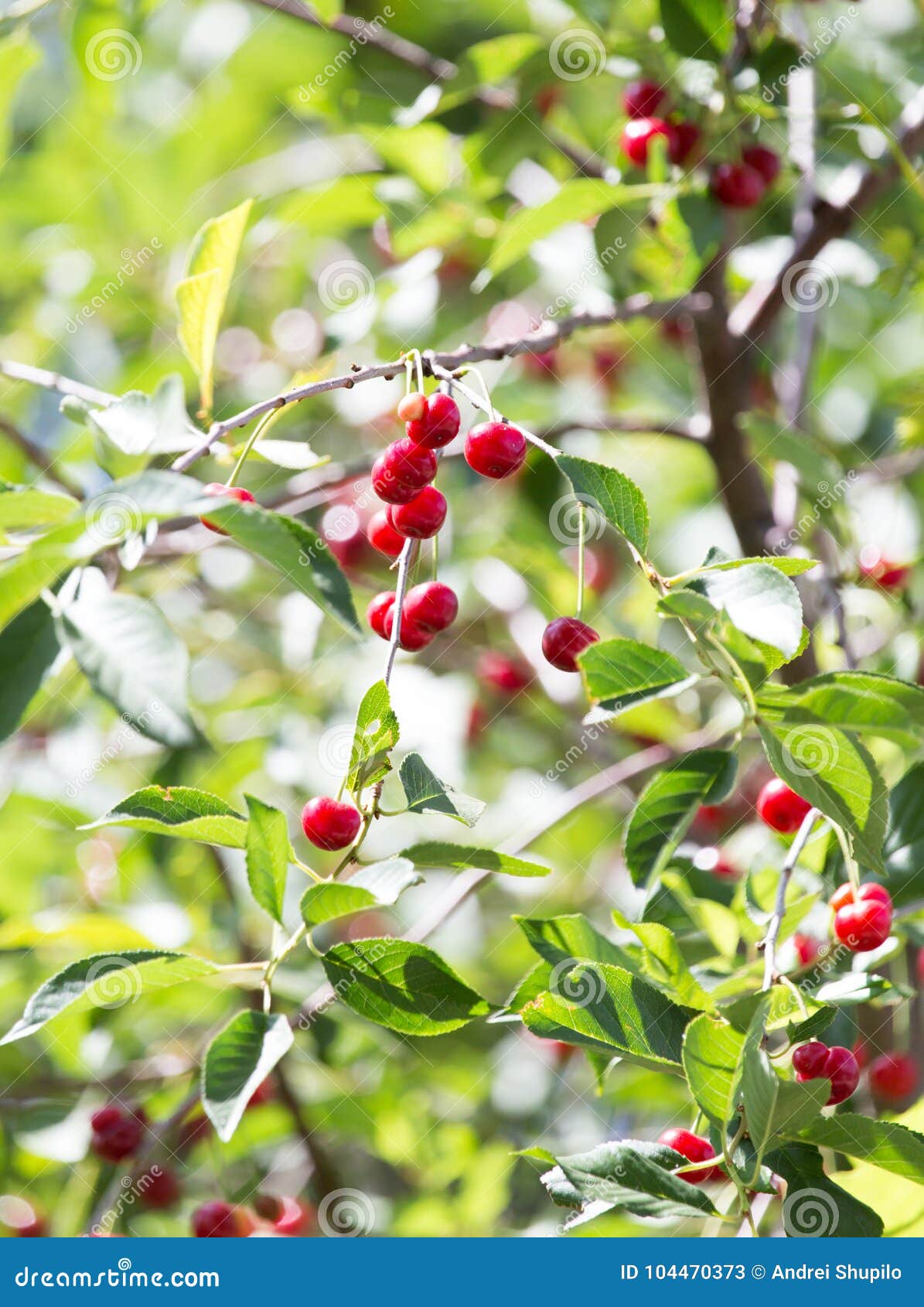 Ripe Red Cherries on a Tree Branch Stock Image - Image of harvest ...