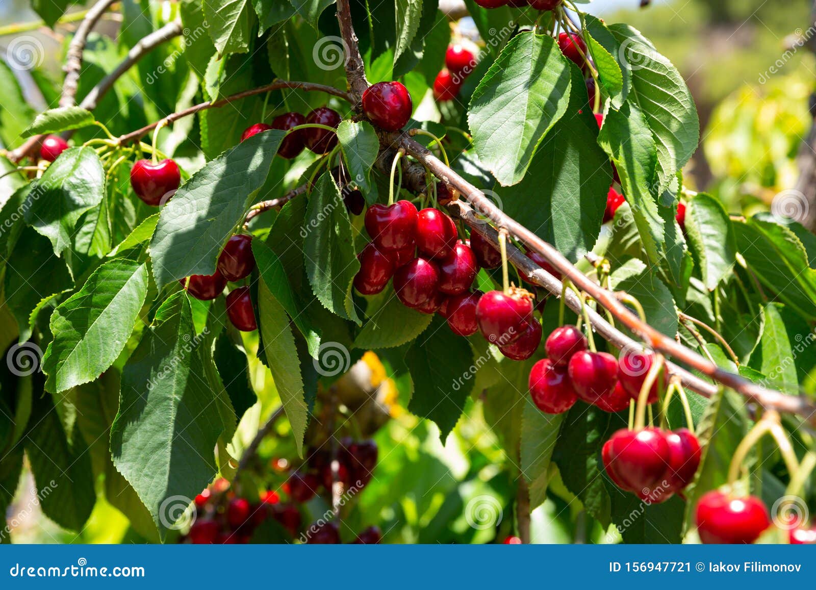 Ripe red cherries on trees stock image. Image of fruit - 156947721