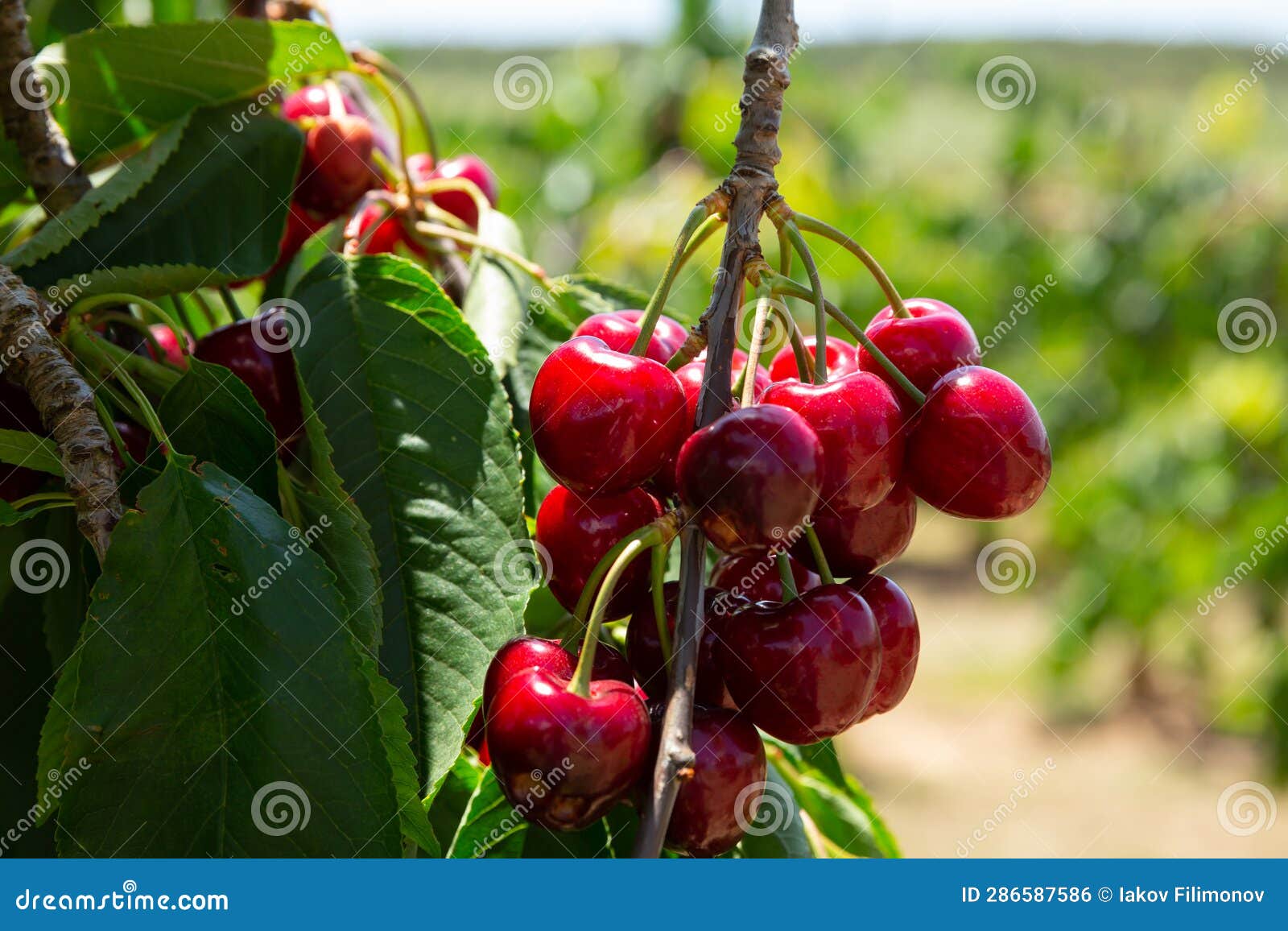 Ripe red cherries on trees stock photo. Image of nature - 286587586