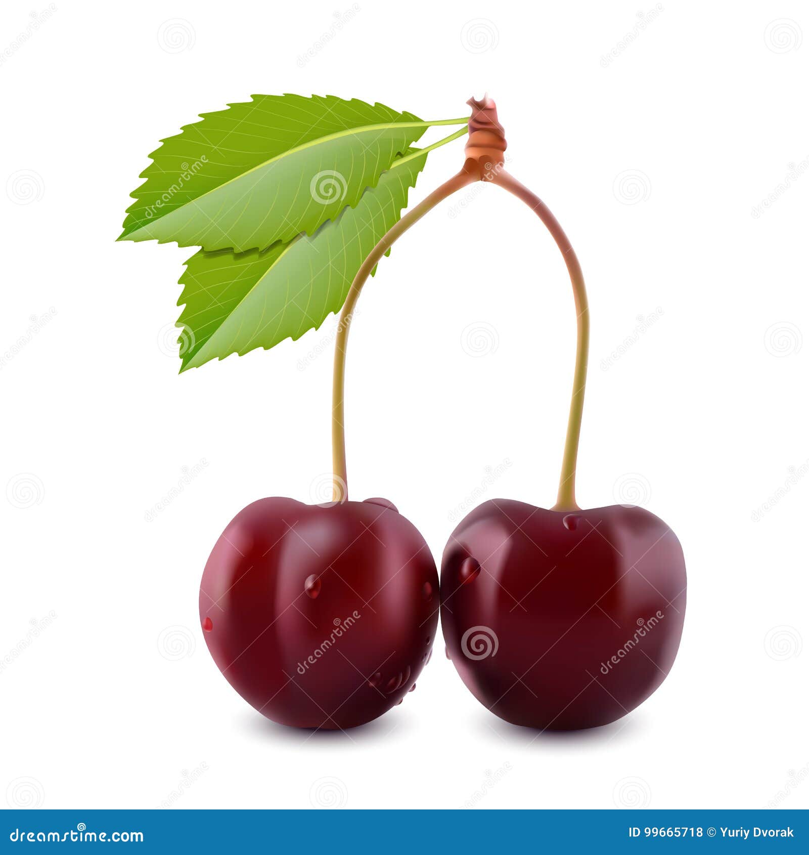 Ripe Red Cherry Berries With Leaves Vector Stock Illustration