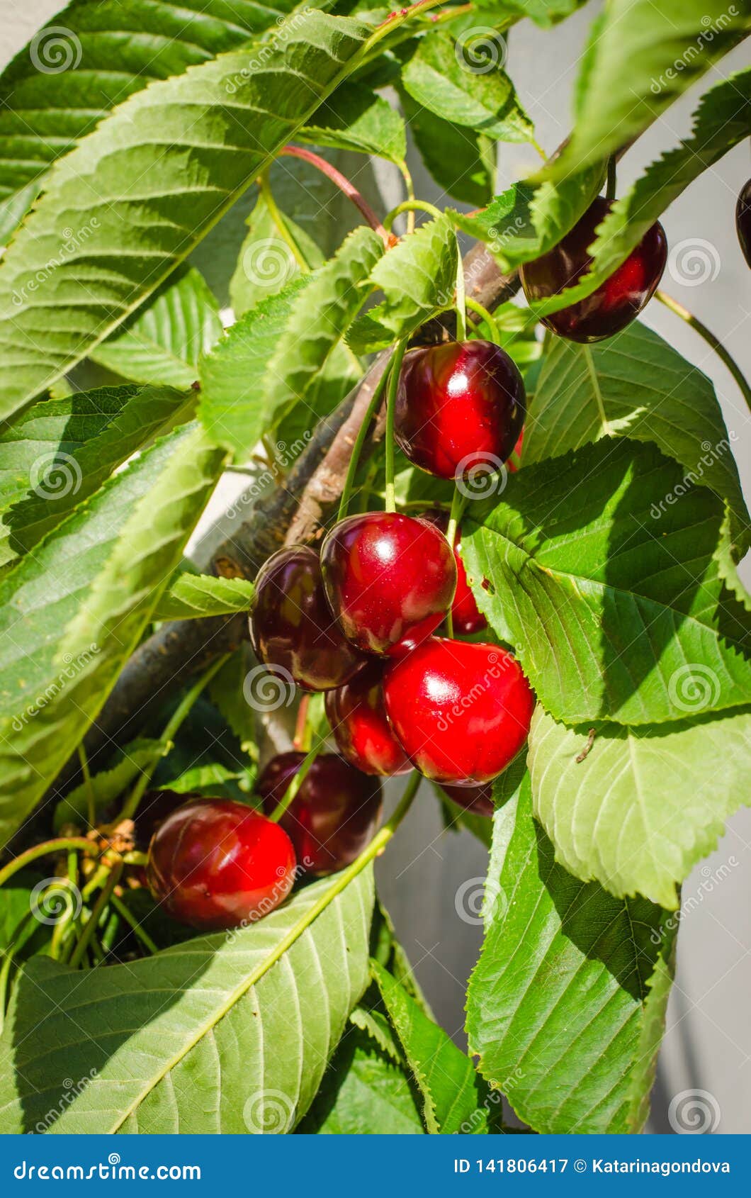 Ripe red cherry fruit stock image. Image of season, sweet - 141806417