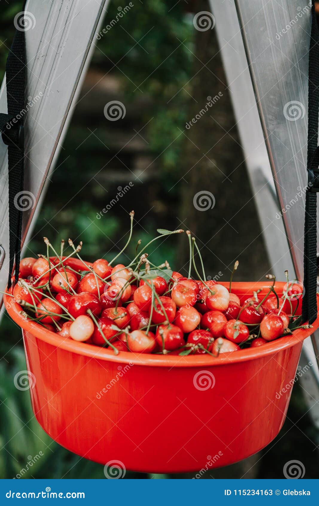 Ripe Red Cherry in Plastic Container Stock Image - Image of outdoors ...