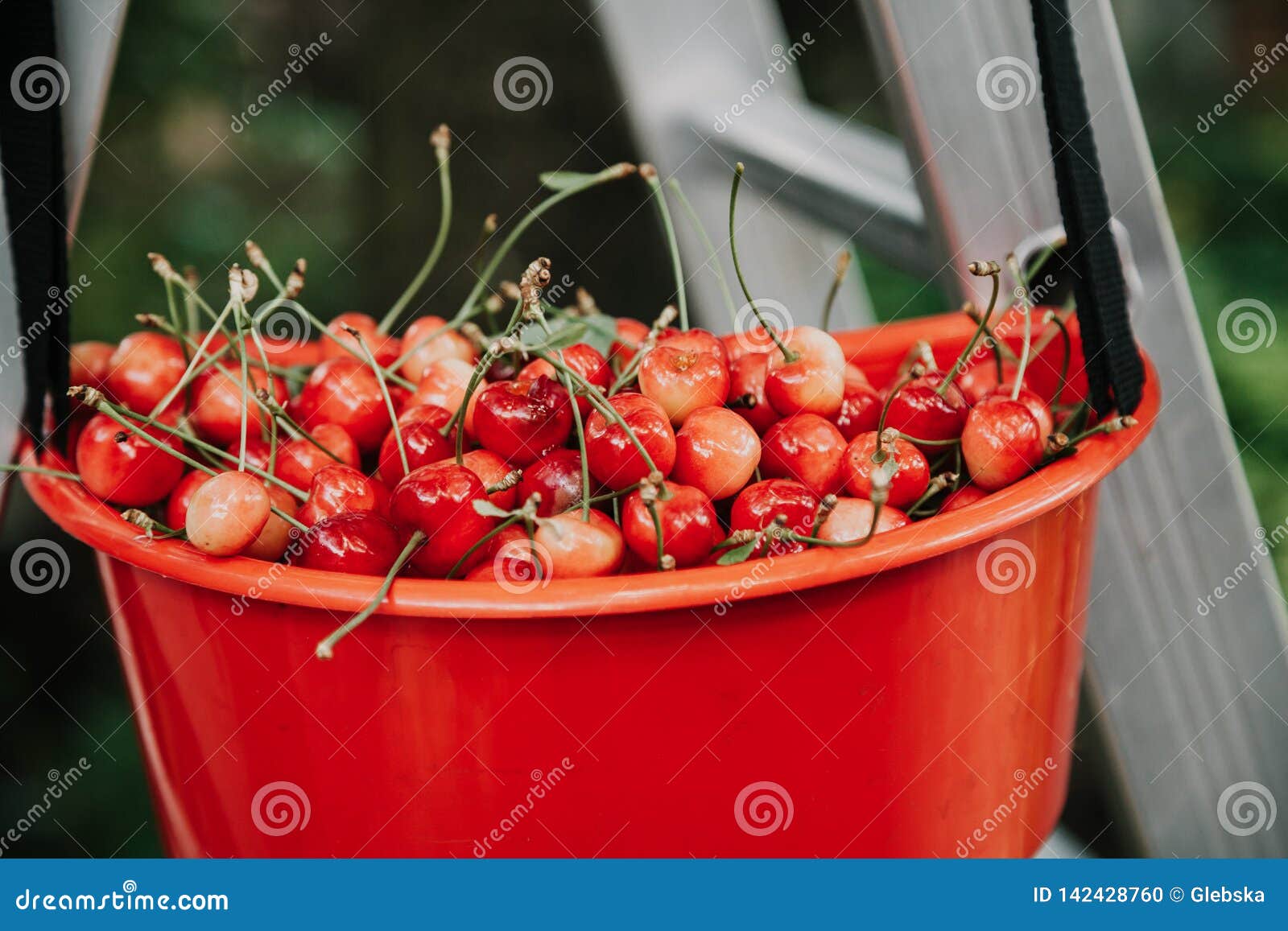 Ripe Red Cherry in Plastic Container Stock Photo - Image of close ...